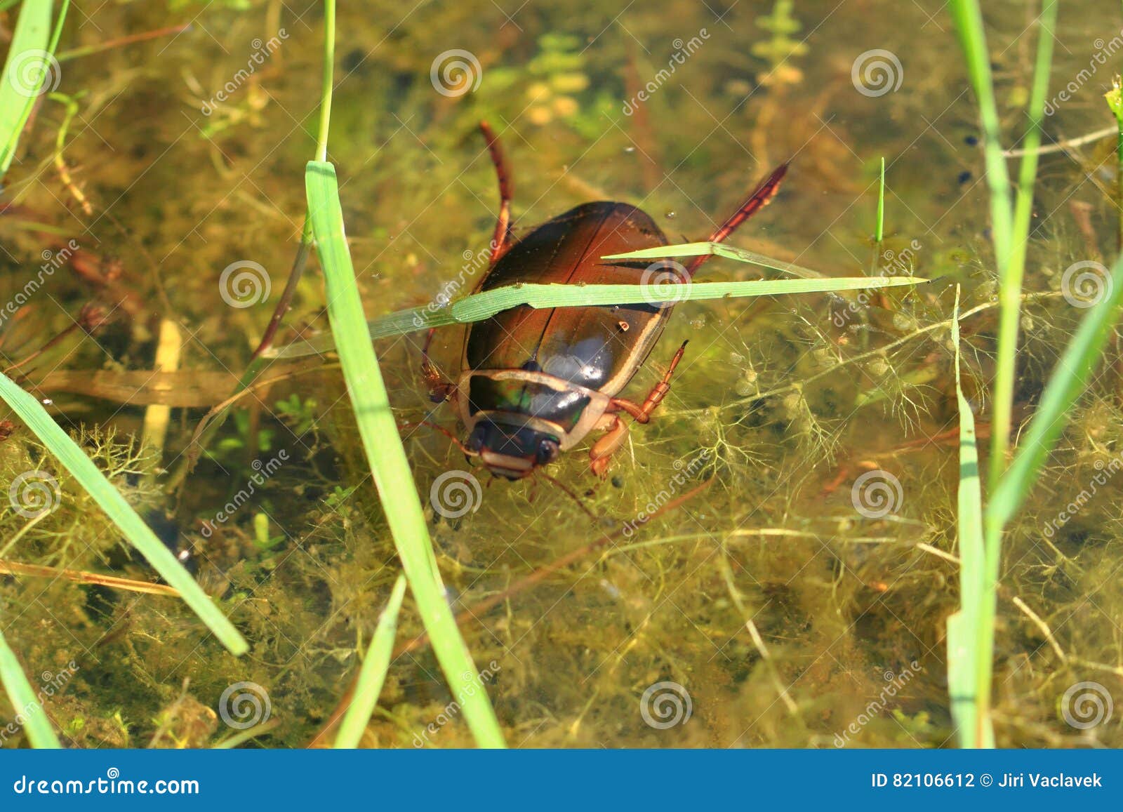 Waterkever in Natuurlijke Lagune Stock Foto - Image of aquarium, wild ...