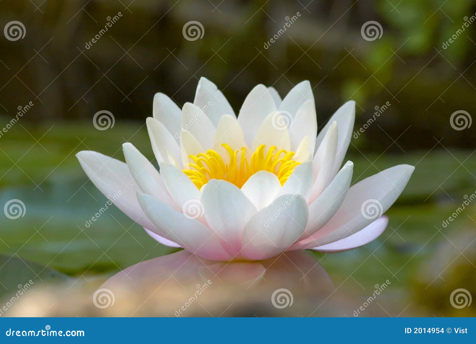 WATERLELIE stock foto. Image of schoonheid, tuin, stootkussen - 2014954