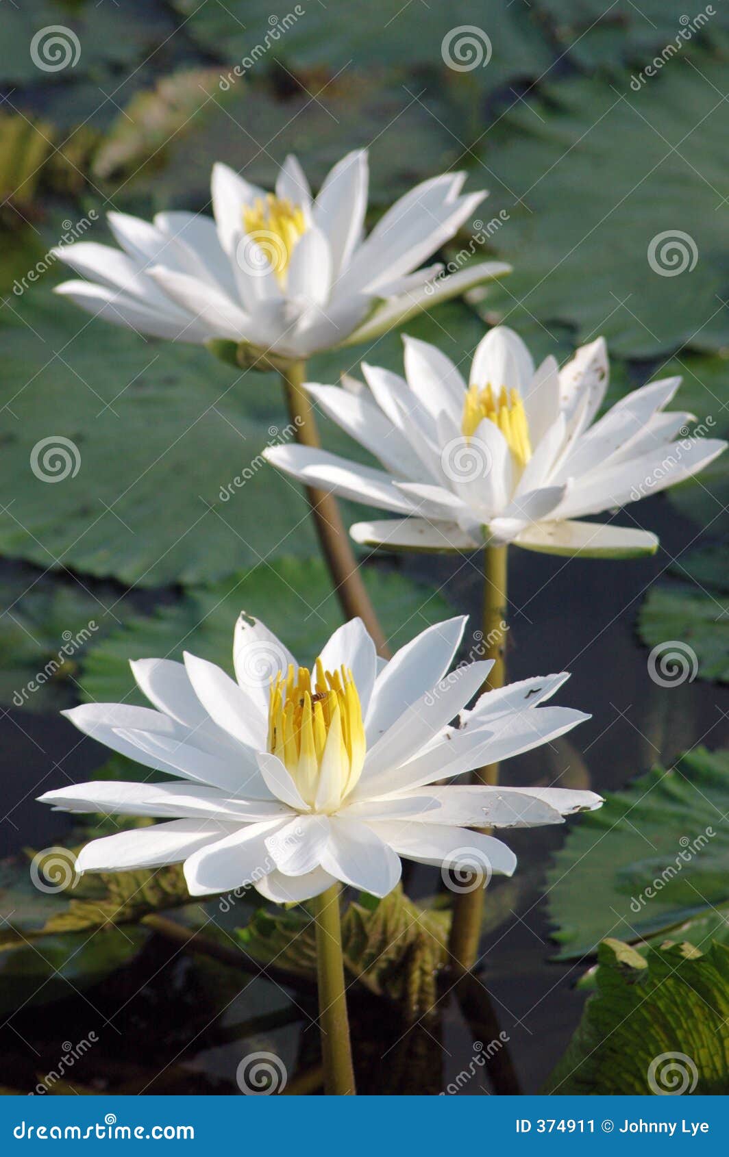 Waterlelie 3 stock afbeelding. Image of lelie, bloem, trillend - 374911