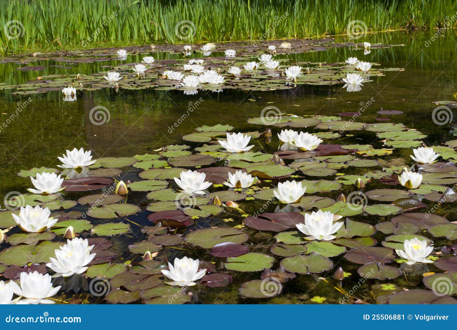 Waterlelie in de vijver stock afbeelding. Image of openlucht - 25506881