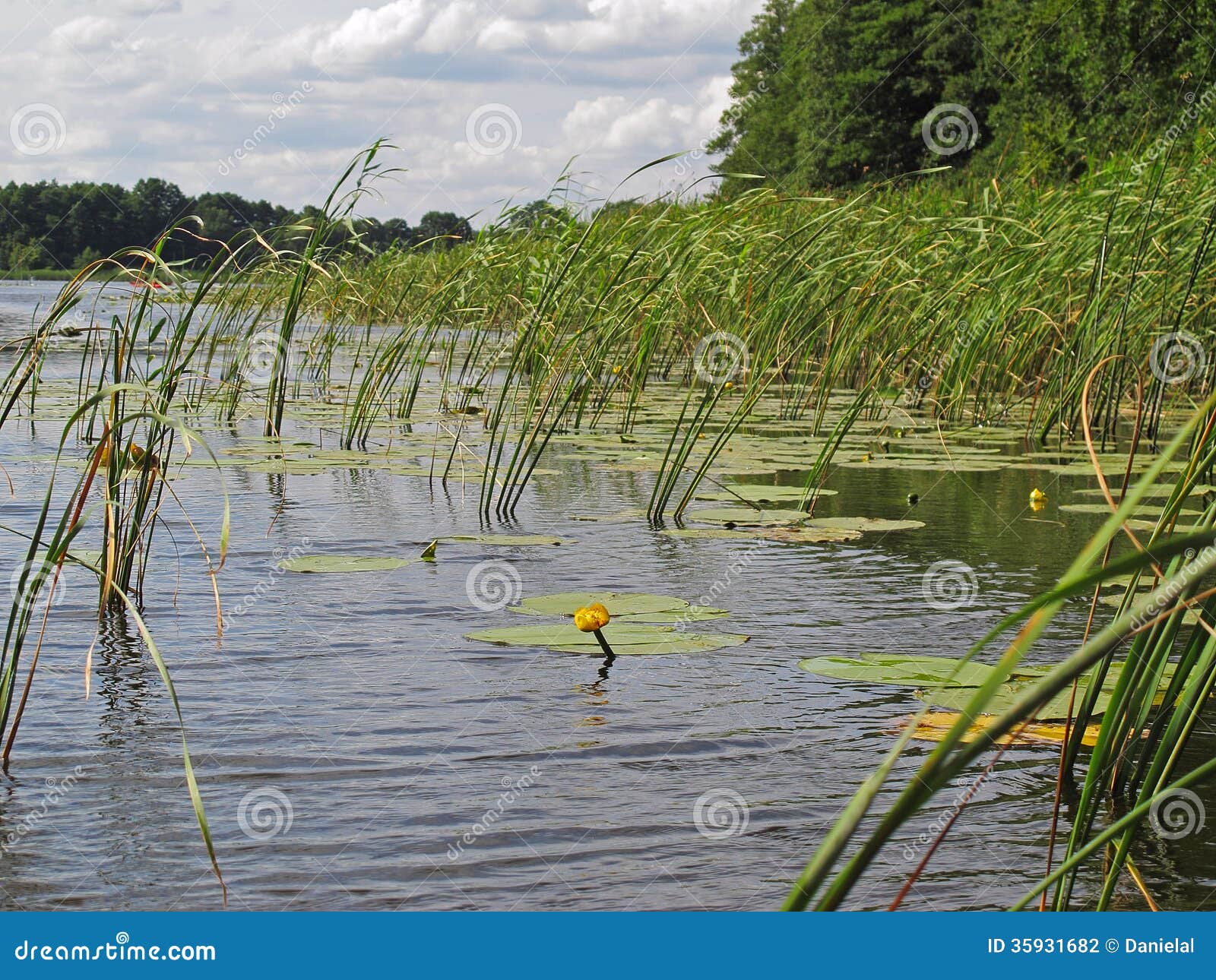 Waterlelie met riet stock foto. Image of meren, wijk - 35931682