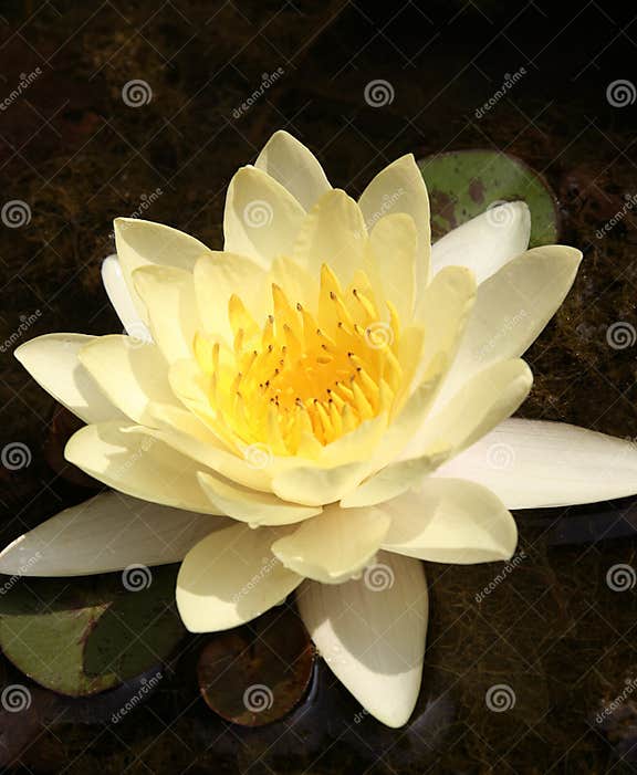 Waterlily stock image. Image of water, flora, colors - 13374015