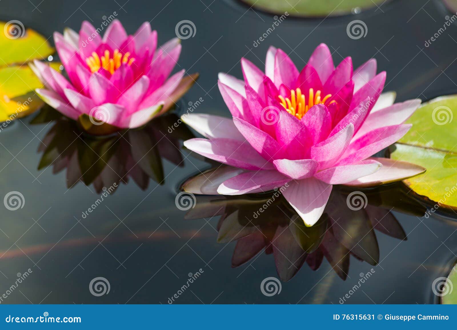 Waterlily Nello Stagno Del Giardino Immagine Stock - Immagine di acqua ...