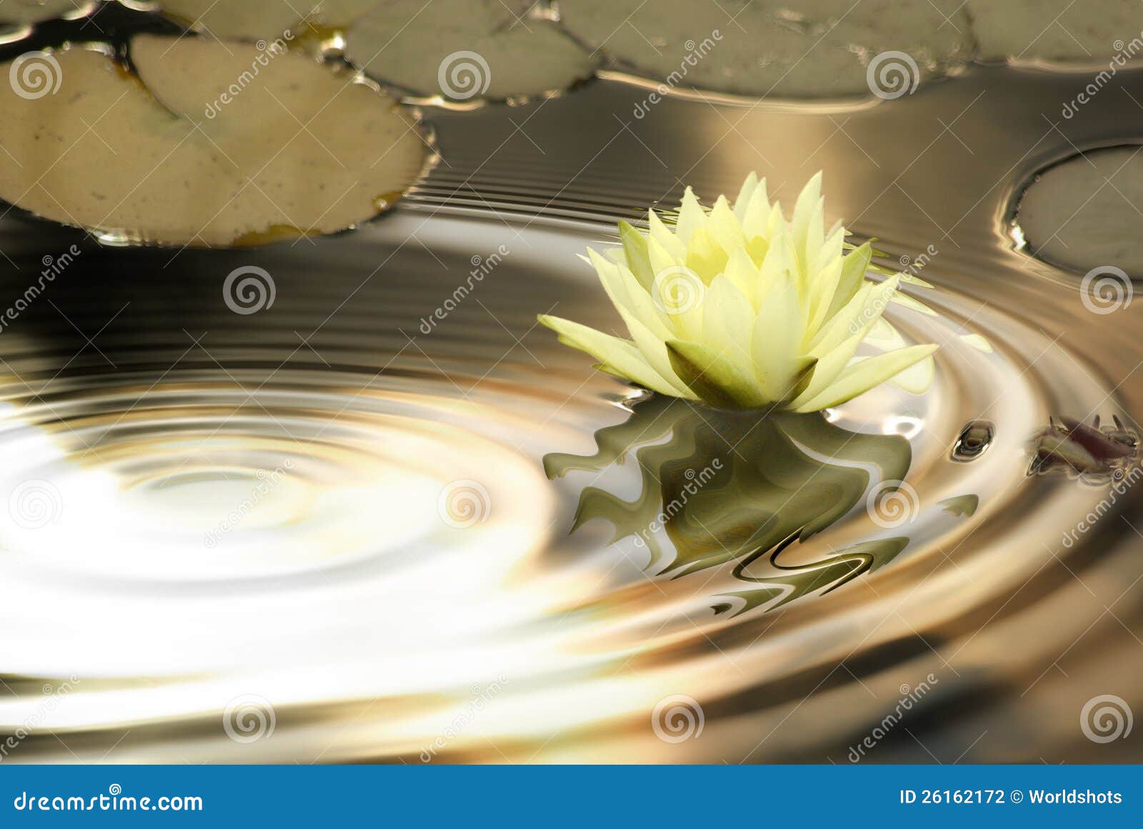 Waterlily ripples stock photo. Image of natural, leaves - 26162172