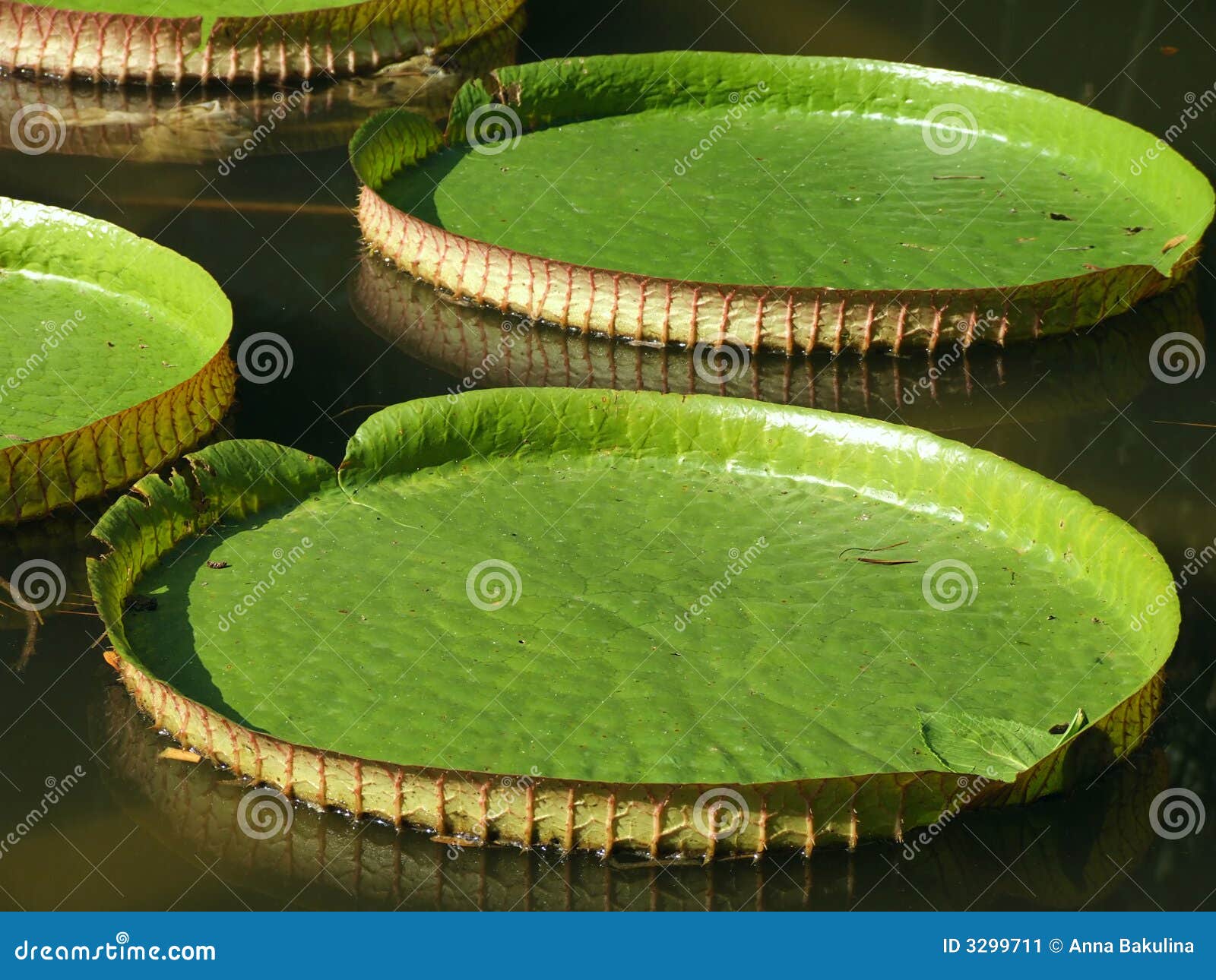 Waterlily (Victoria regia) stock image. Image of garden - 3299711