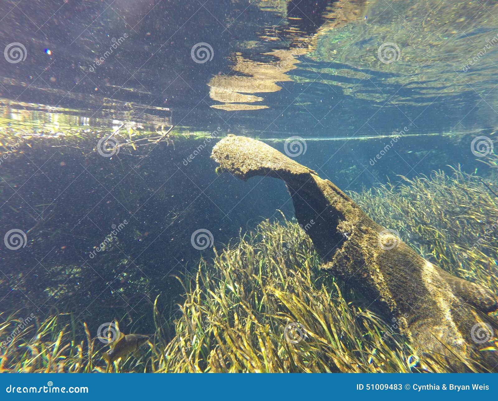 Waterlogged stock afbeelding. Image of lente, hout, waterdicht - 51009483