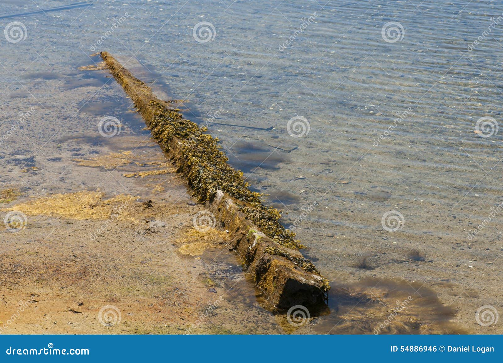 Waterlogged timber stock photo. Image of waterlogged - 54886946