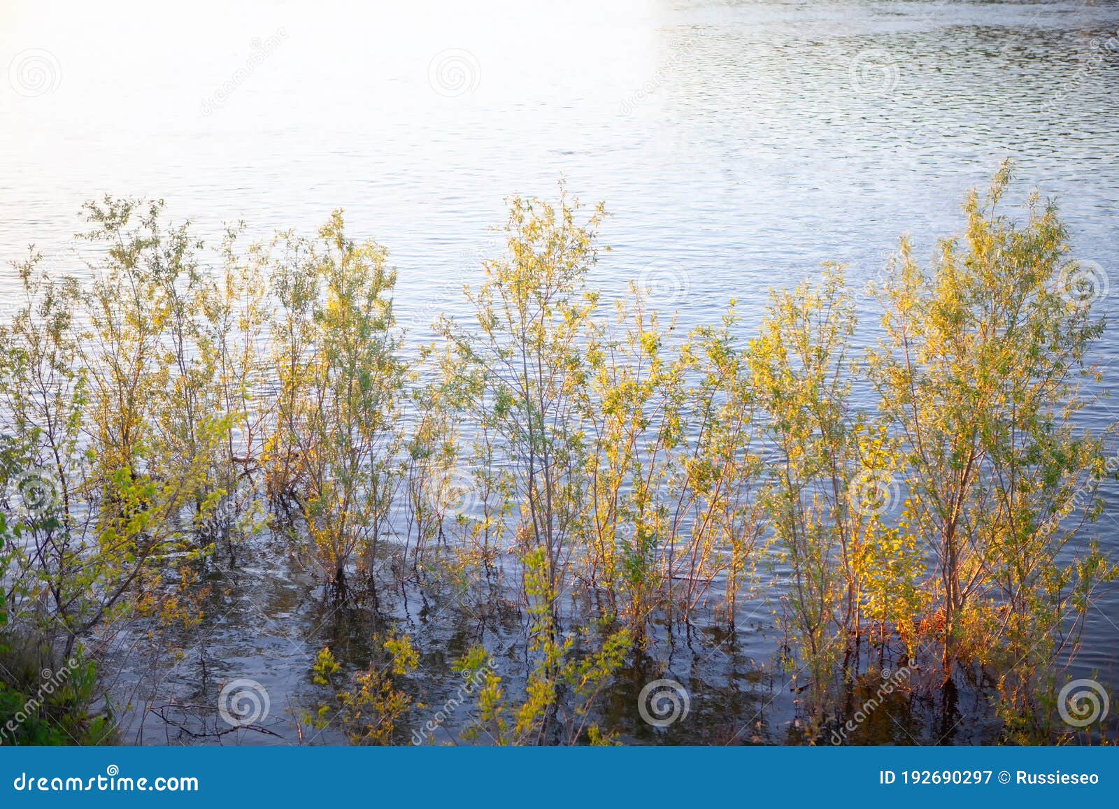 Waterlogged Trees stock image. Image of outside, marsh - 192690297