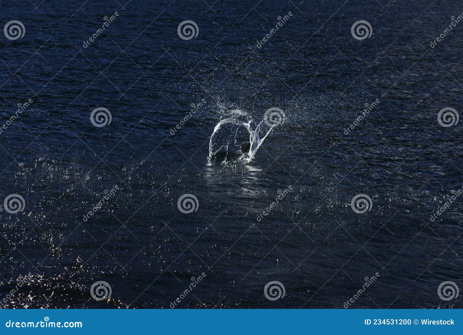 Watermark of a Stone Bouncing in a Lake, Pebble Making Toad, or ...