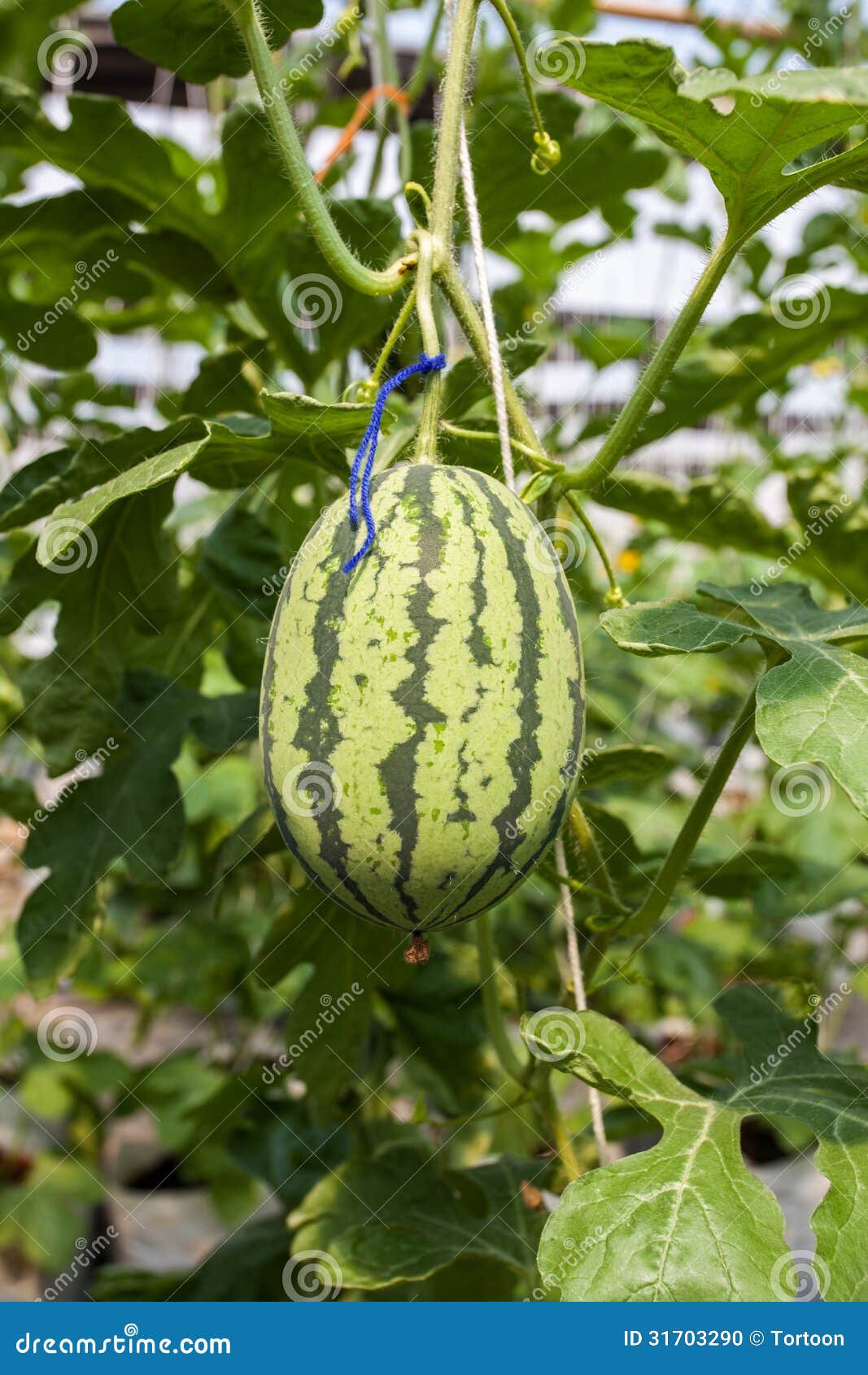 WATERMELOEN stock foto. Image of organisch, installatie - 31703290