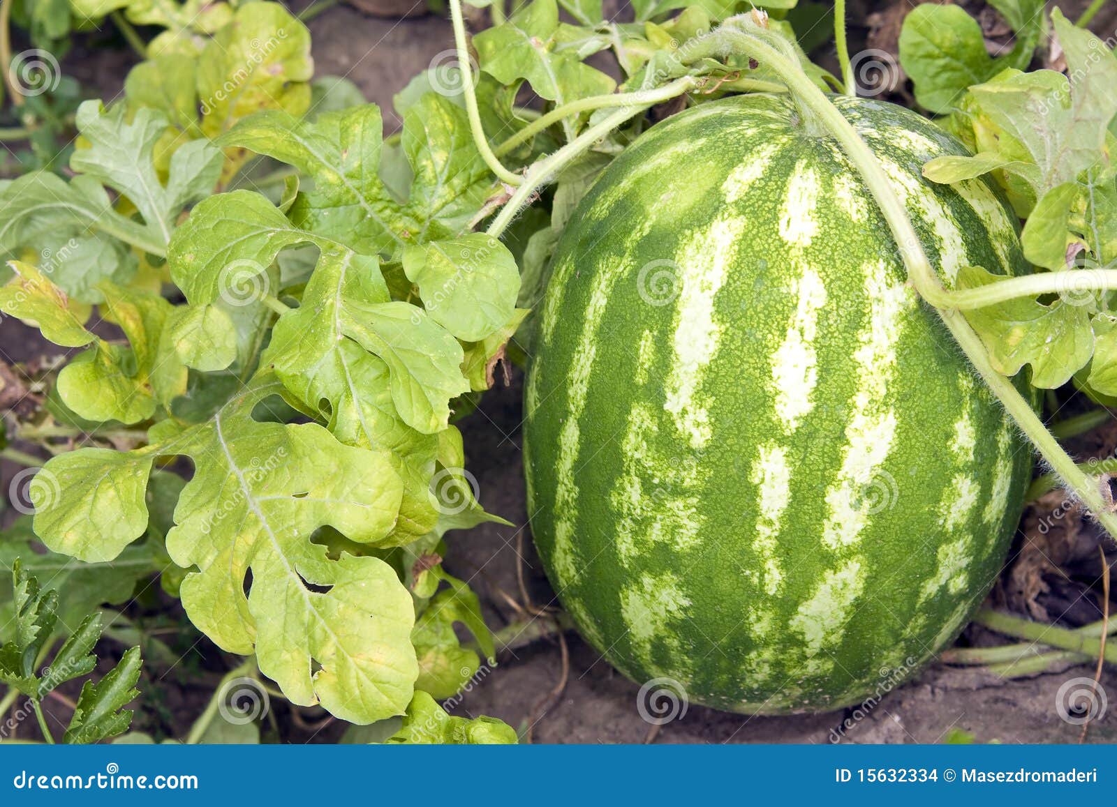 Watermelon stock photo. Image of food, field, green, summer - 15632334