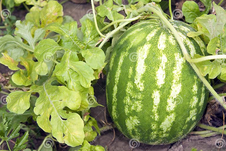 Watermelon stock photo. Image of food, field, green, summer - 15632334