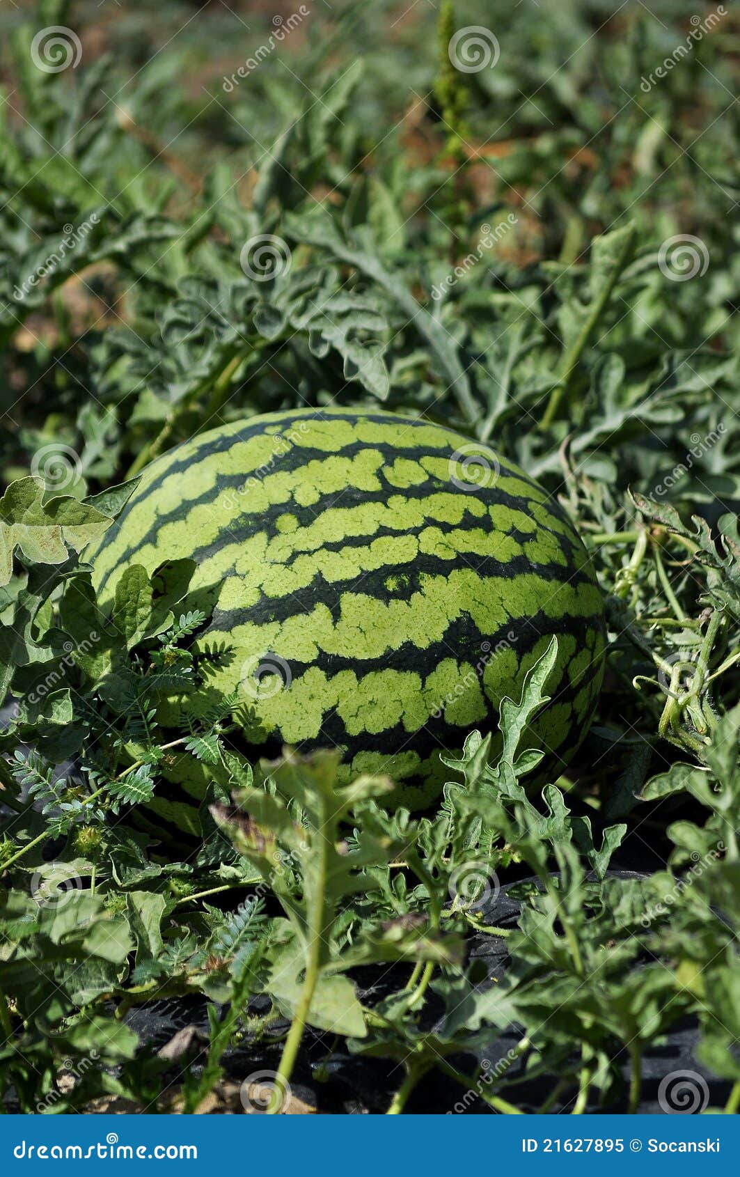 Watermelon stock image. Image of tasty, growing, healthy - 21627895