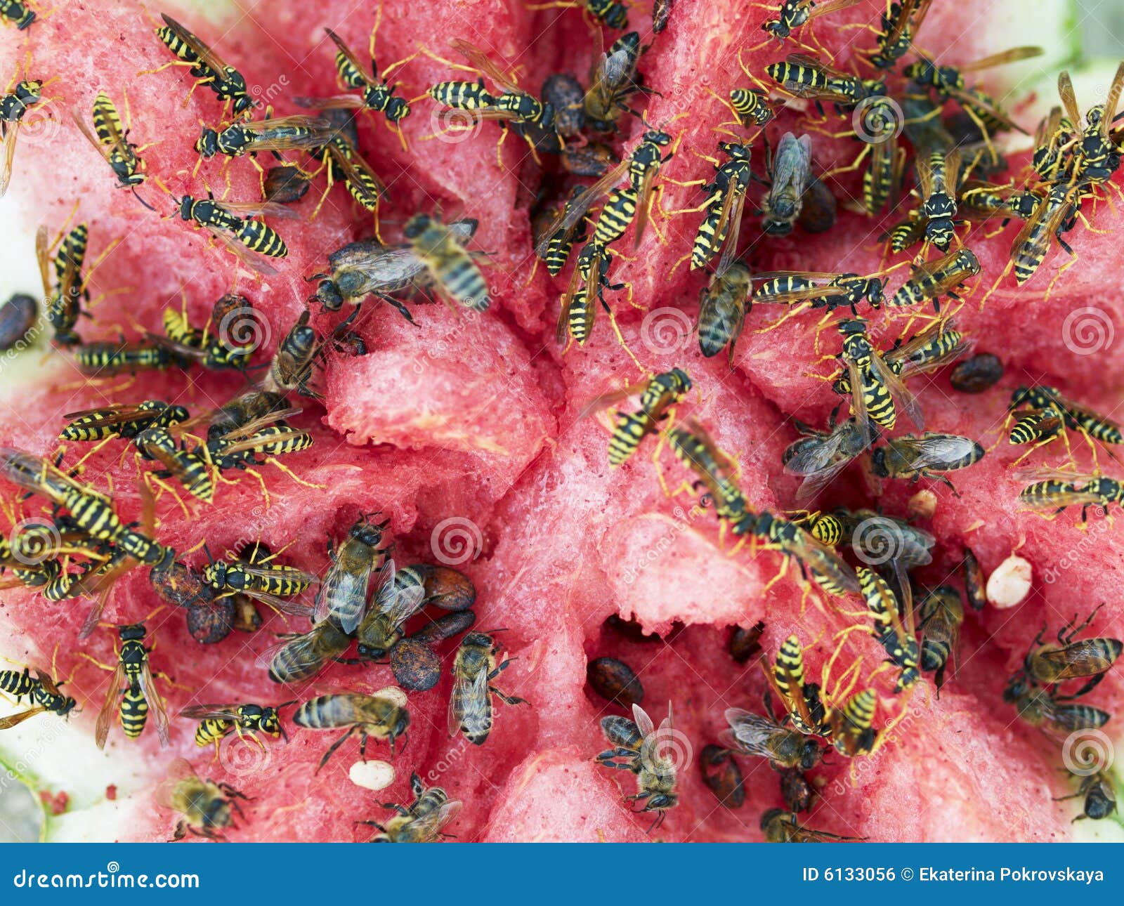 Watermelon stock photo. Image of summer, freshness, season - 6133056