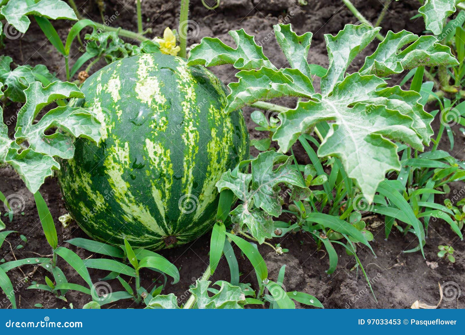 Watermelon on a bed stock image. Image of fertile, healthy - 97033453
