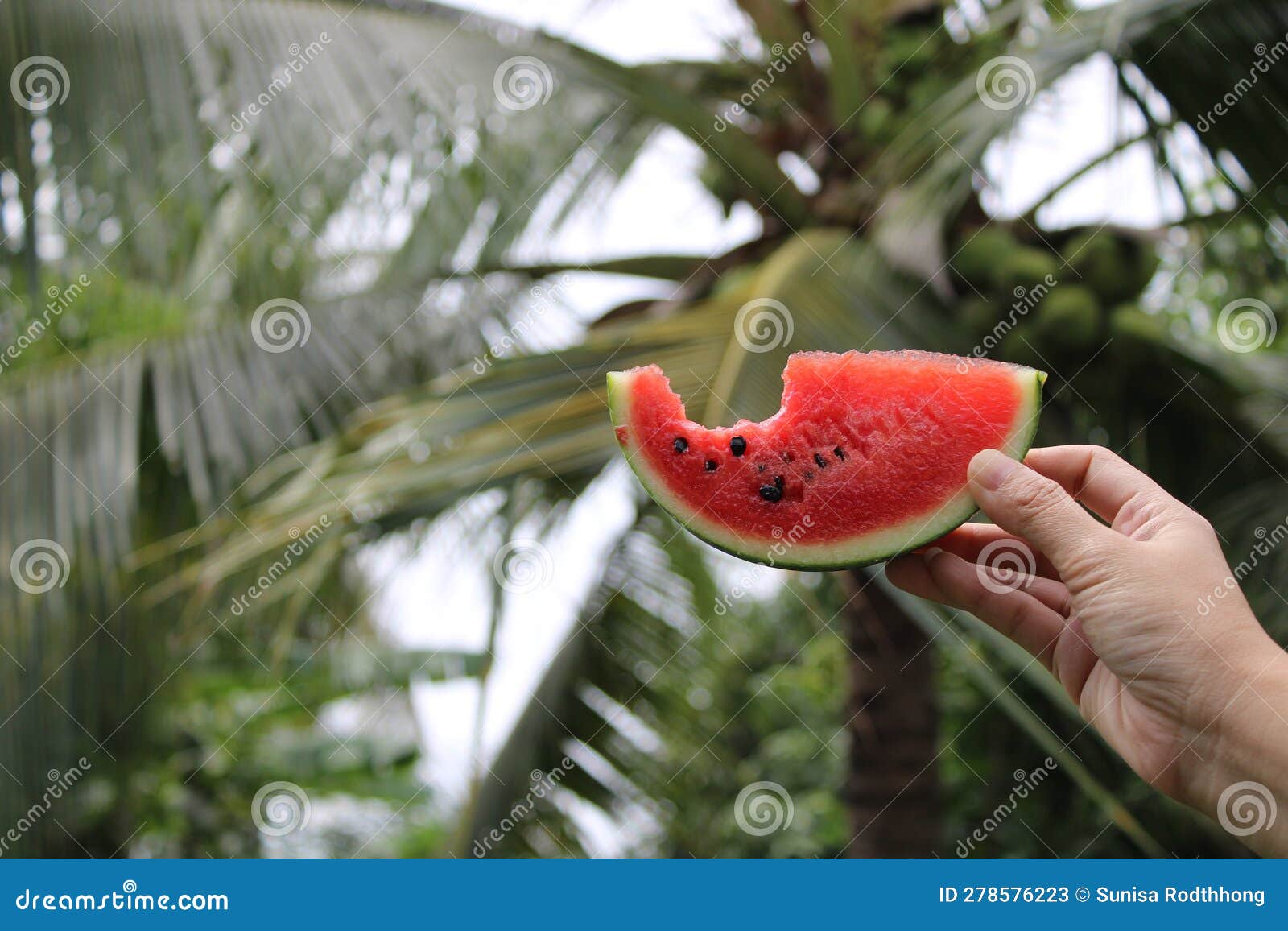 Watermelon bitten stock image. Image of fresh, piece - 278576223