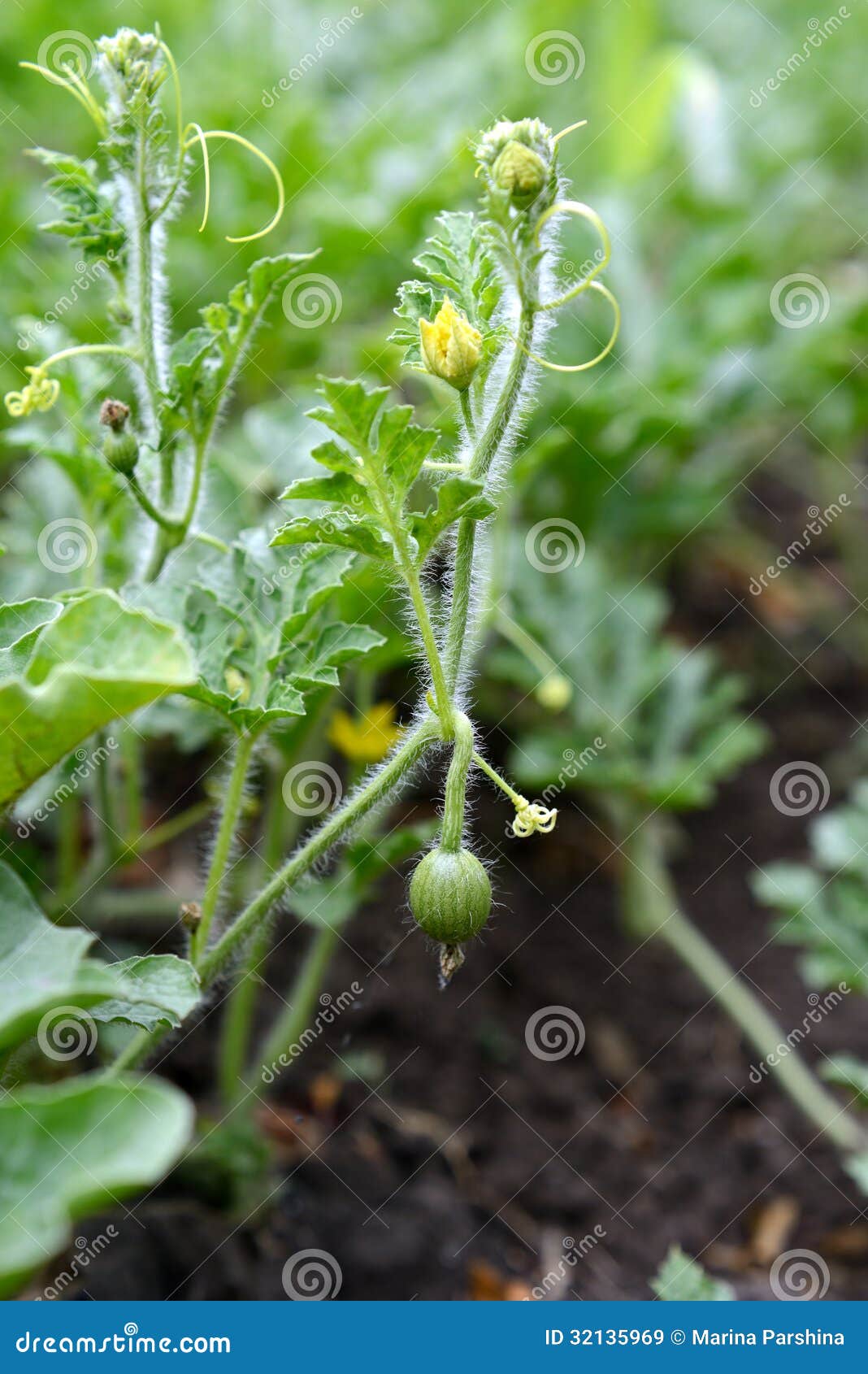Watermelon bloom stock image. Image of watermelon, flower - 32135969
