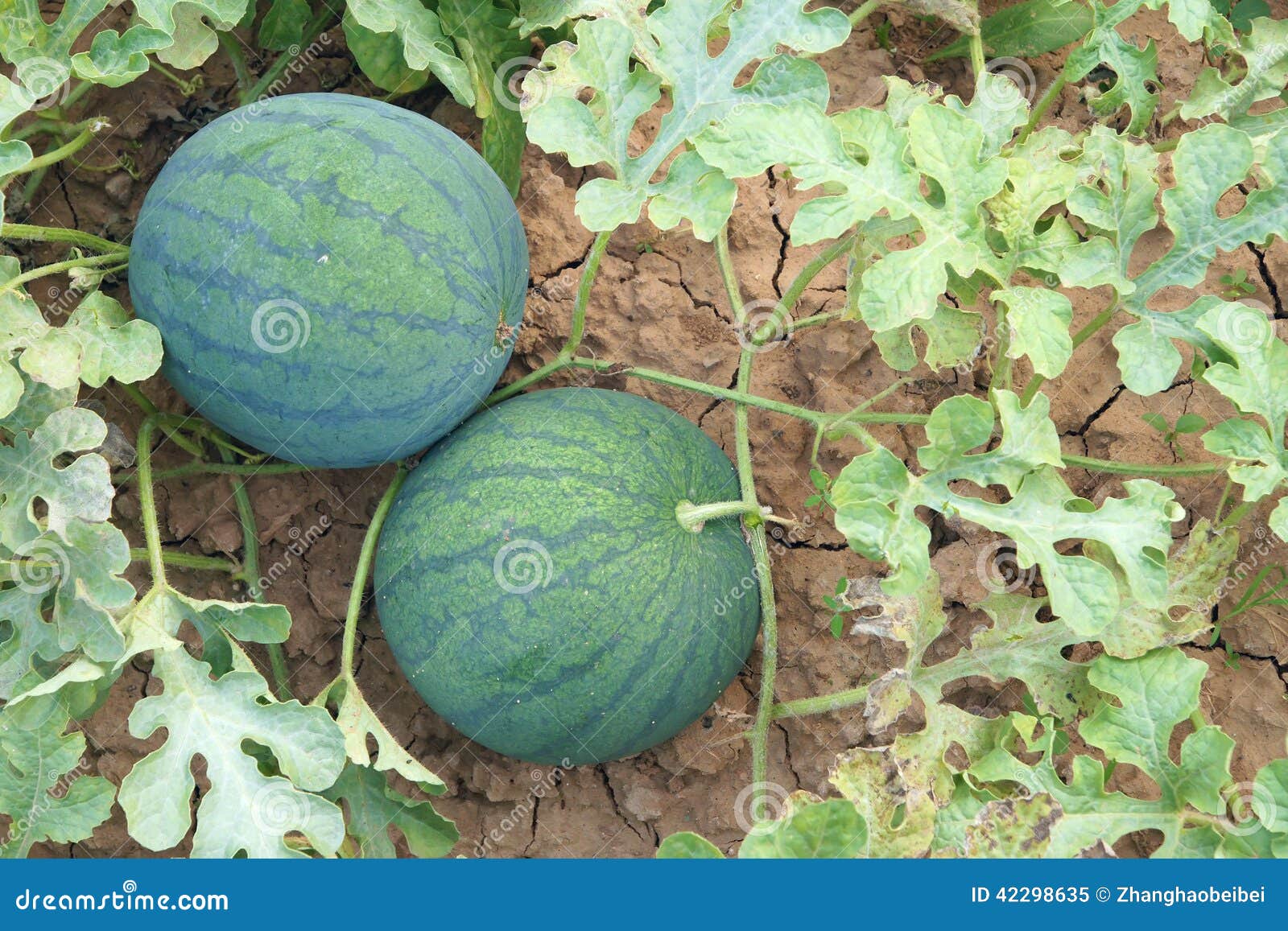 Watermelon stock image. Image of stria, patch, fruitage - 42298635