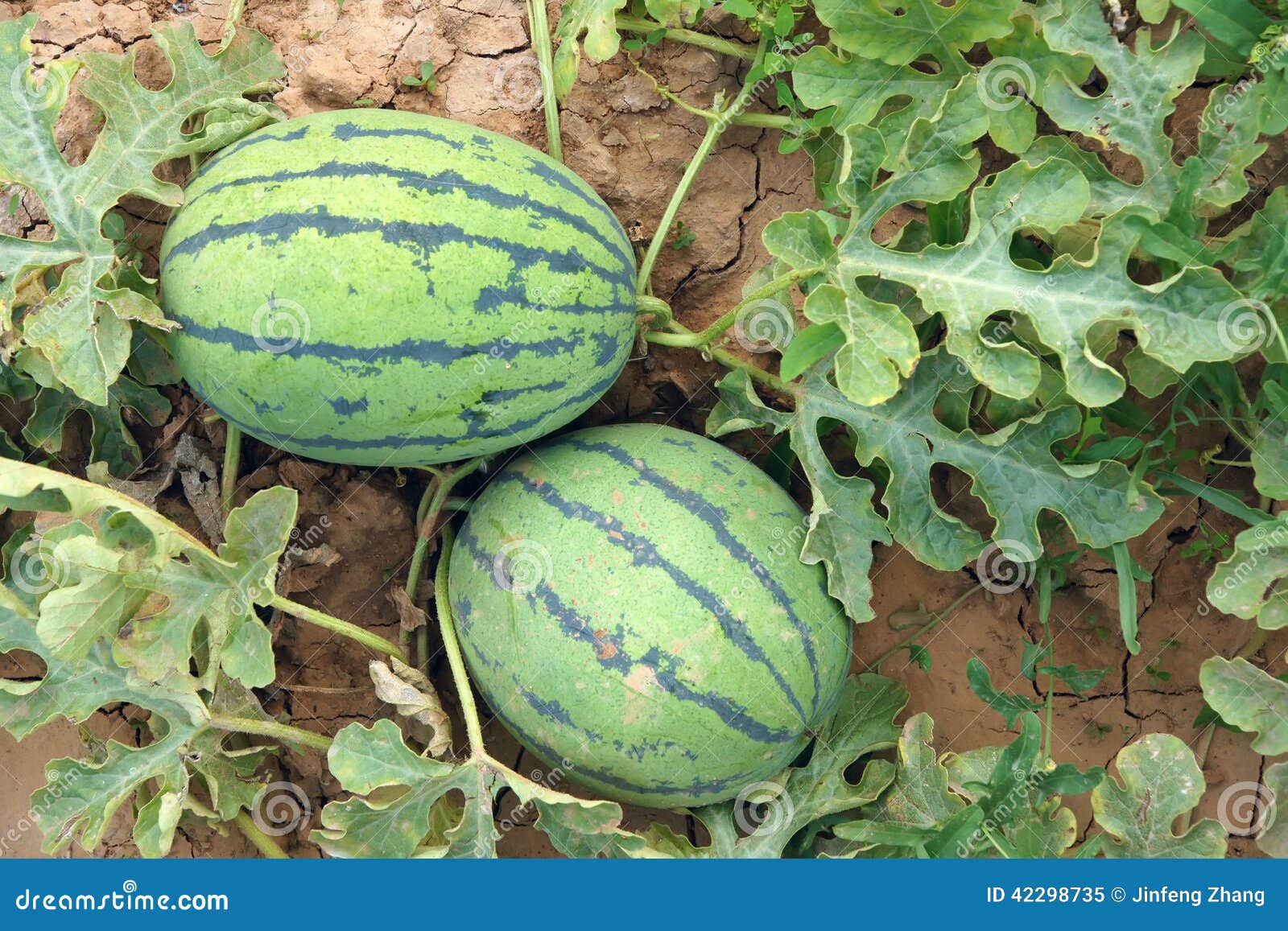 Watermelon stock image. Image of watermelon, green, leaf - 42298735