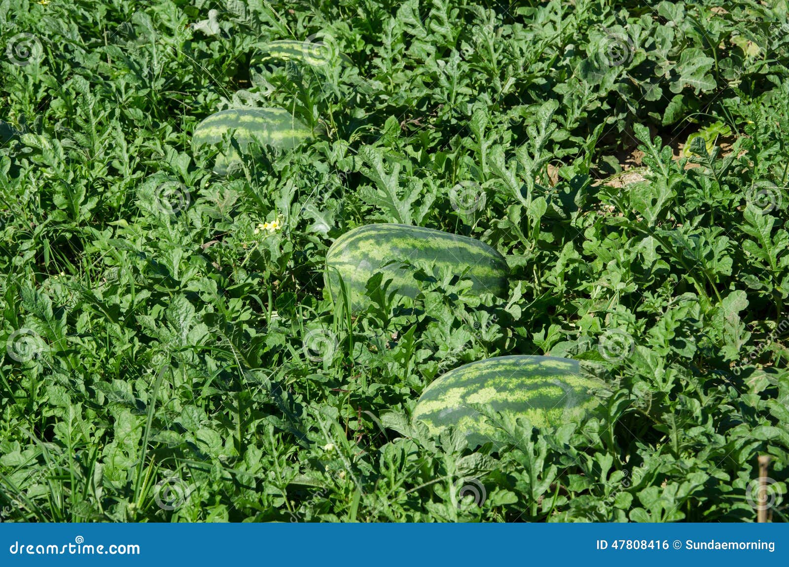 Watermelon crop stock photo. Image of agriculture, garden - 47808416
