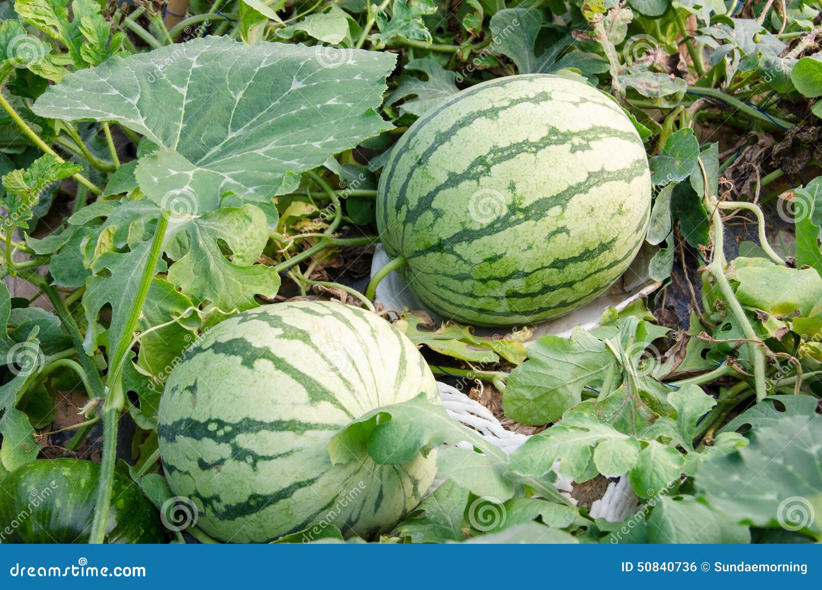 Watermelon crop stock photo. Image of field, leaf, food - 50840736