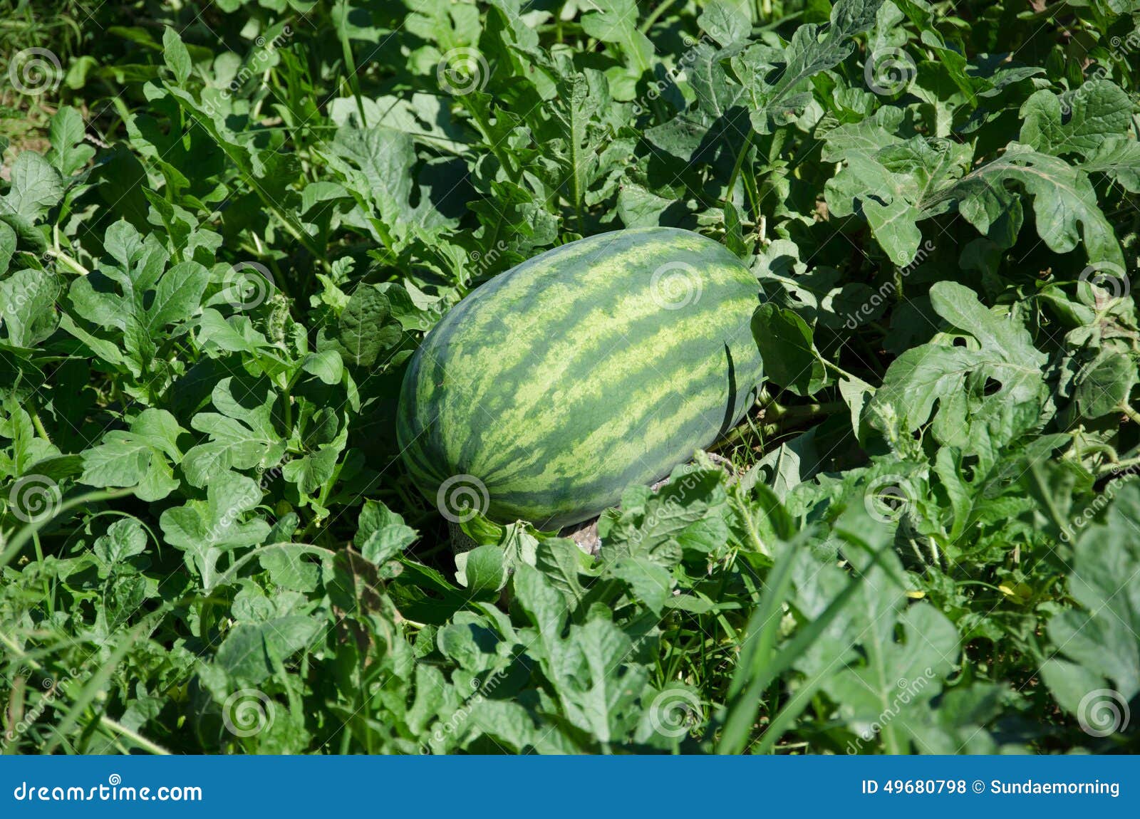 Watermelon crop stock photo. Image of fresh, crop, agriculture - 49680798