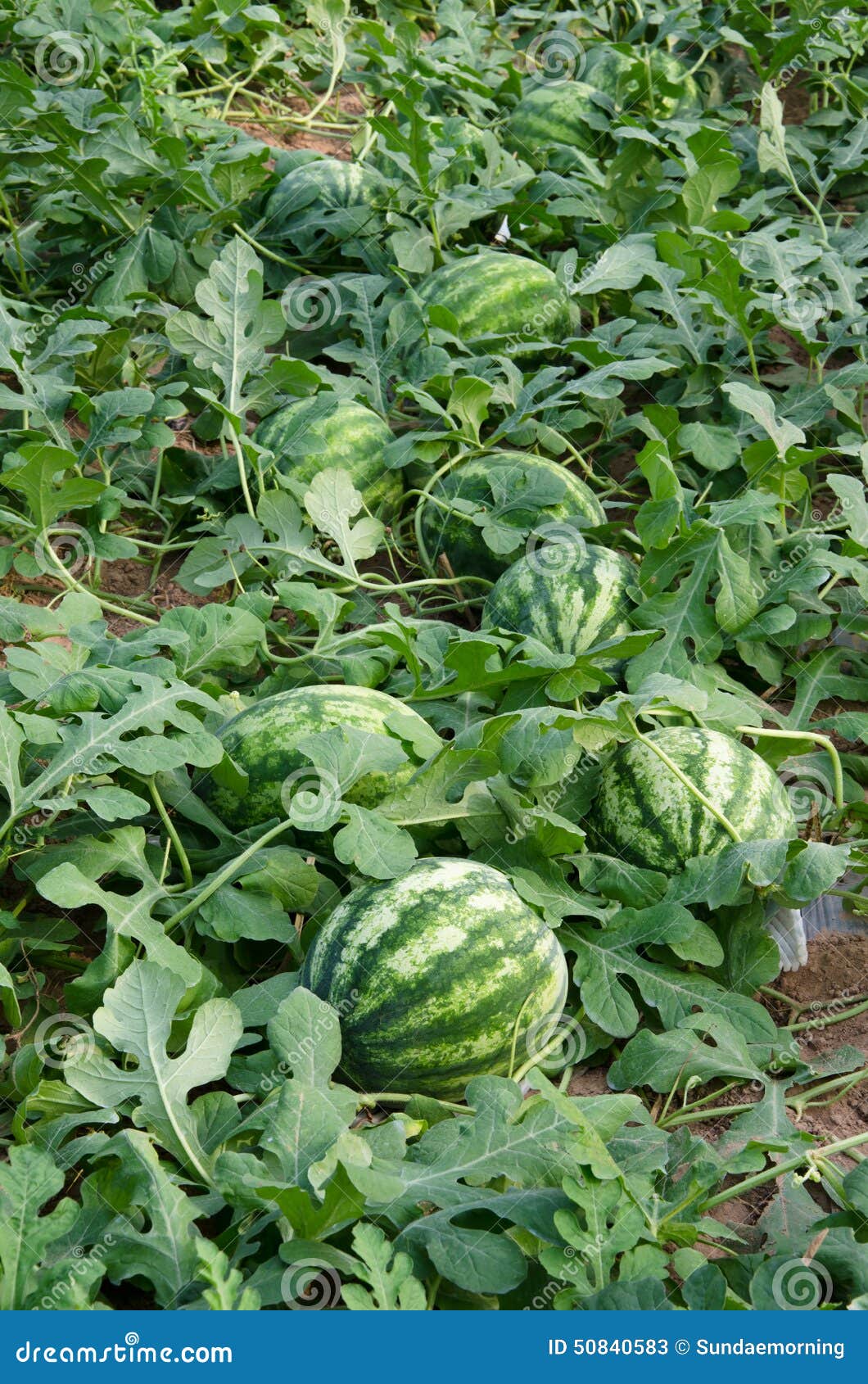 Watermelon crop stock image. Image of fresh, yield, cultivation - 50840583