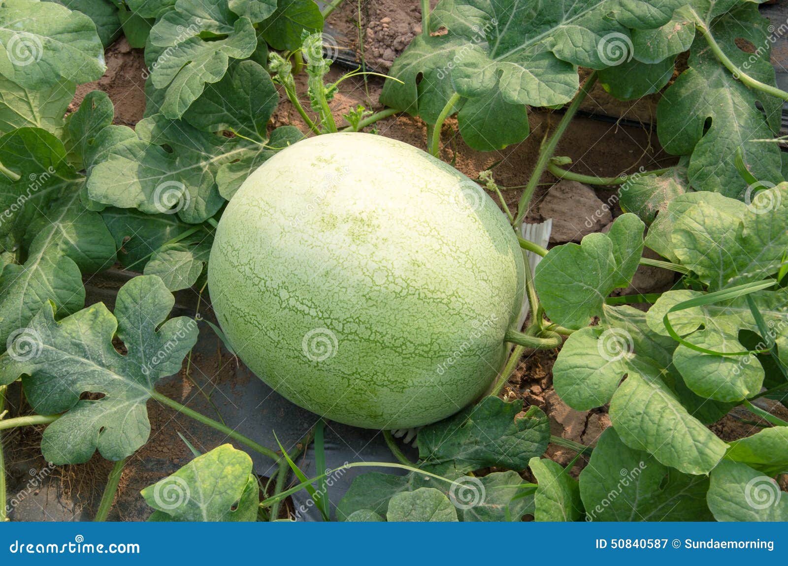 Watermelon crop stock image. Image of farm, harvesting - 50840587