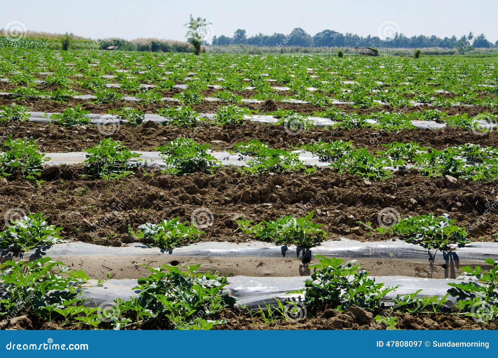 Watermelon crop stock image. Image of farm, farmer, fruit - 47808097