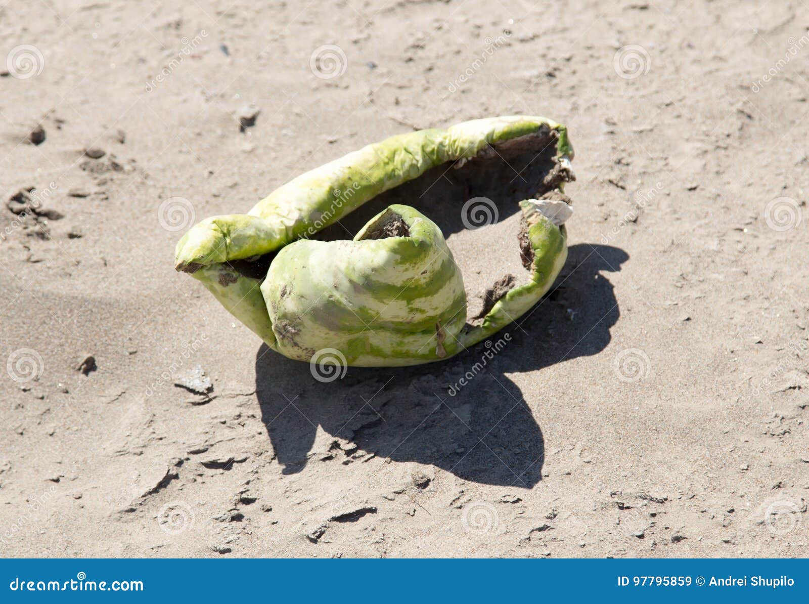 Watermelon Crust in the Sand Stock Image - Image of watermelon, crust ...