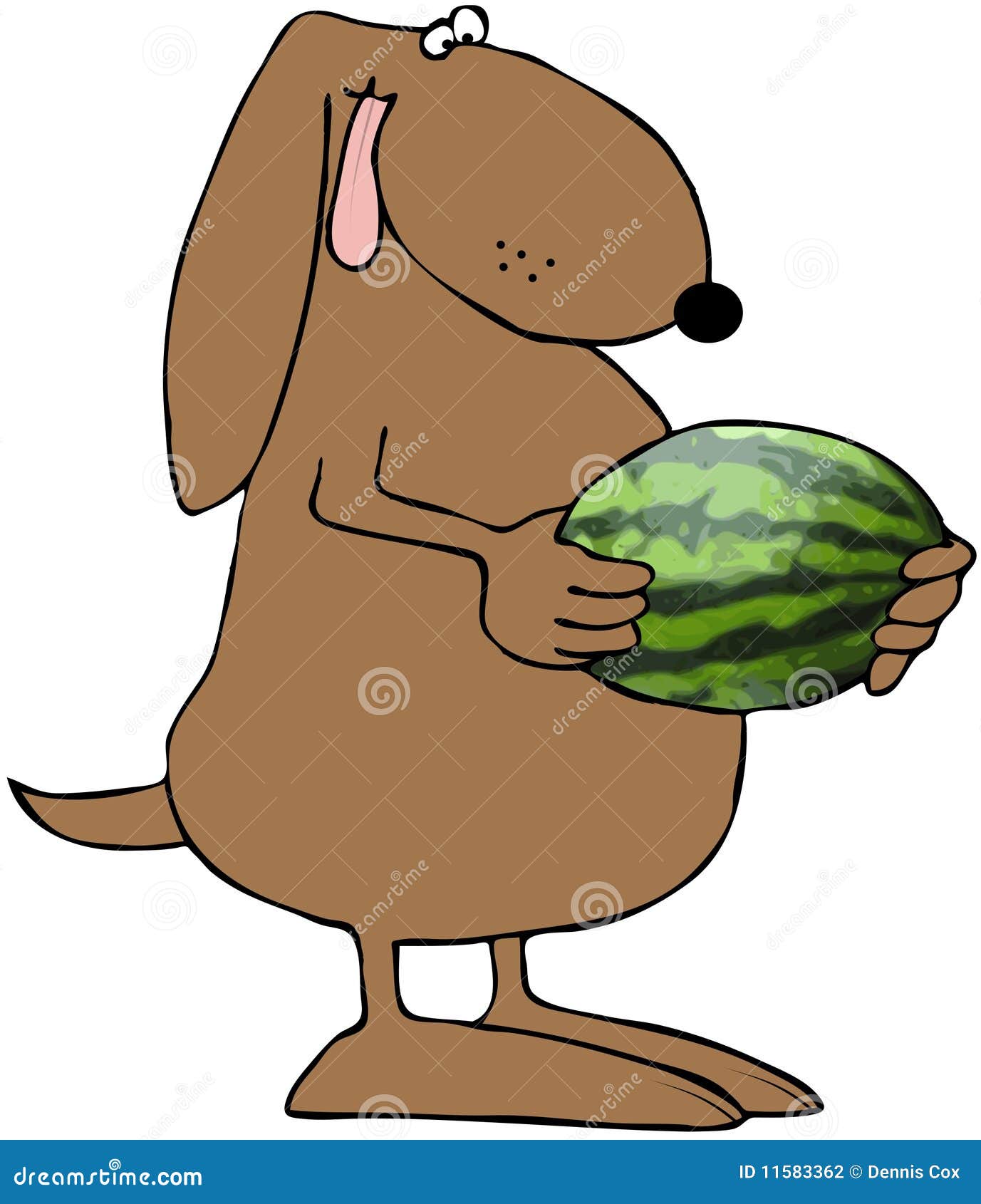 Watermelon Dog stock illustration. Illustration of mutt - 11583362