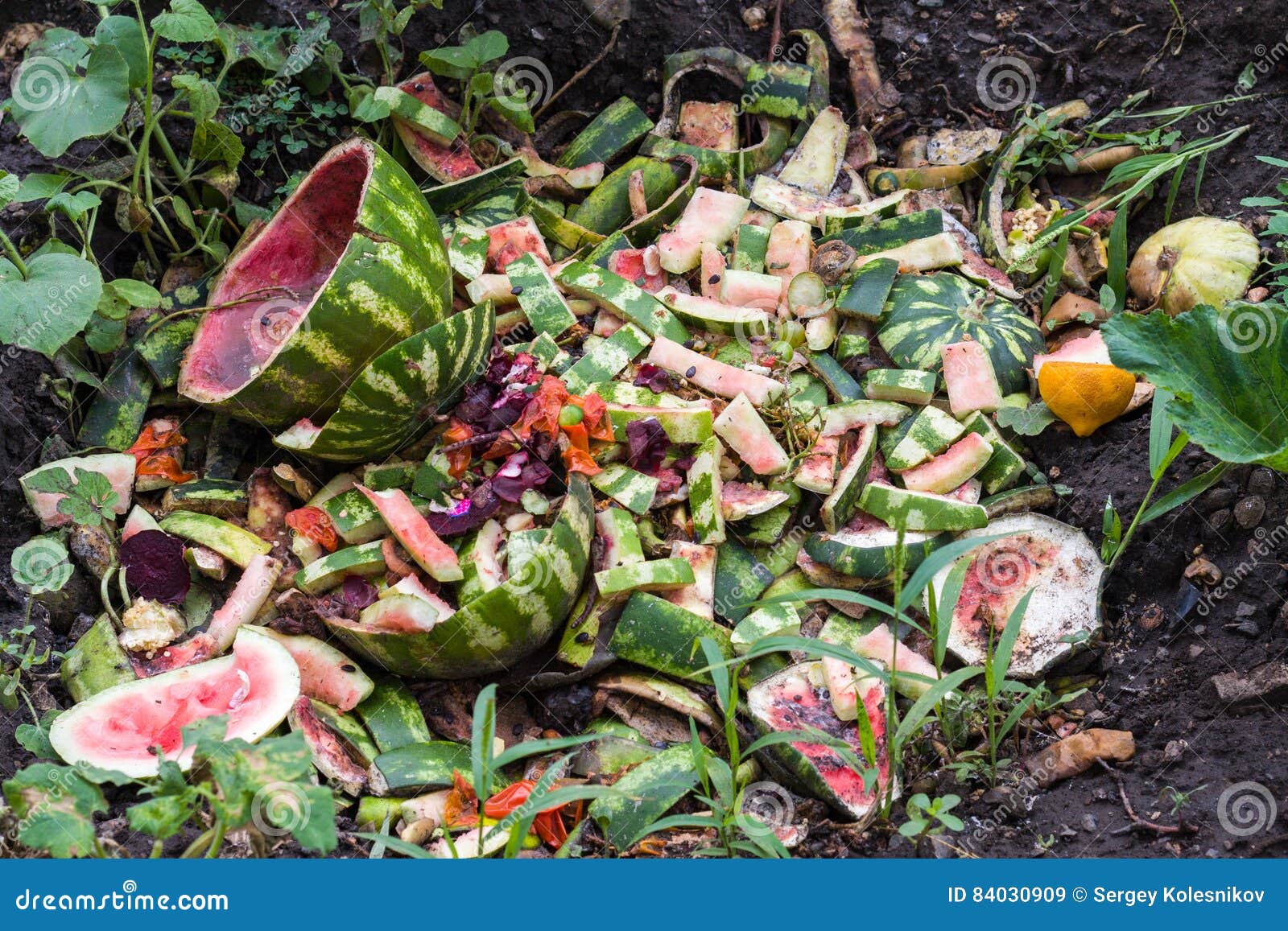 Watermelon Dump Waste in the Garden in Summer Stock Image - Image of ...