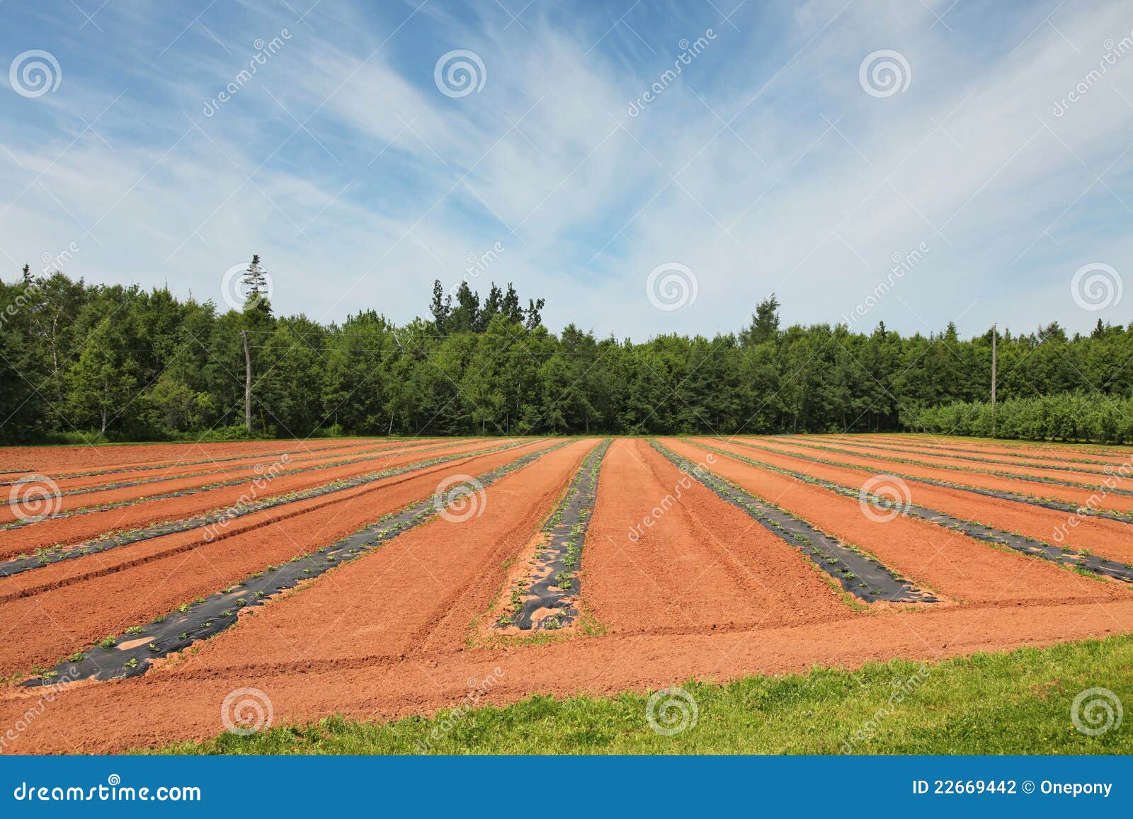 Watermelon Farm stock photo. Image of organic, green - 22669442