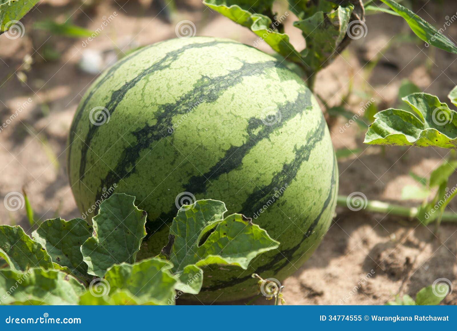 Watermelon Farm
