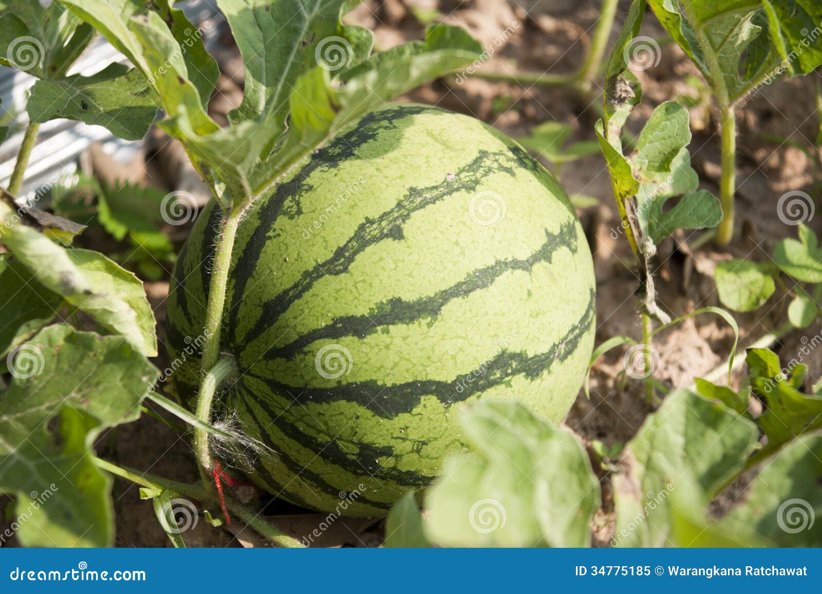 Watermelon farm. stock image. Image of fruit, gourmet - 34775185