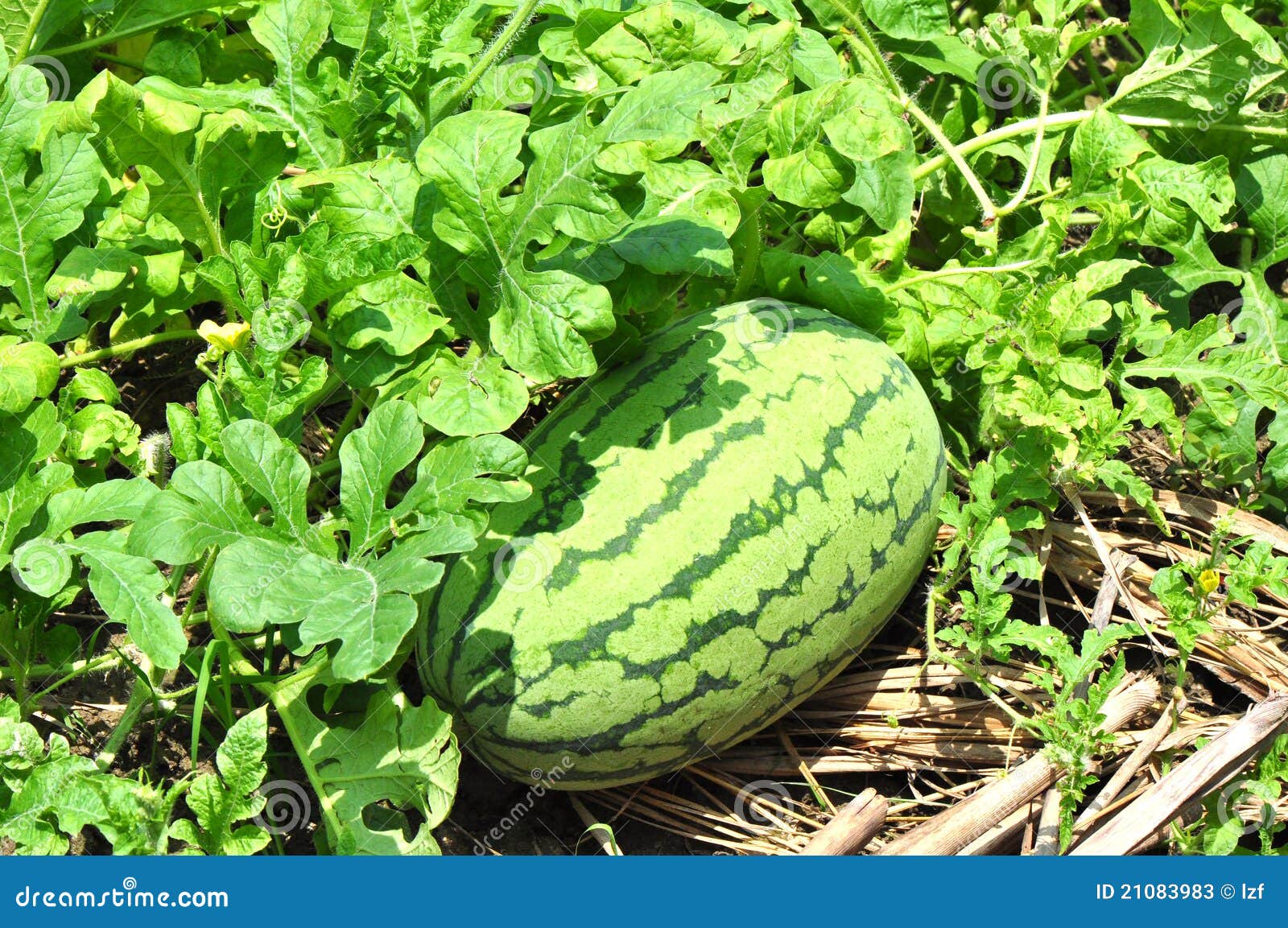 Watermelon in field stock image. Image of farm, outdoor - 21083983