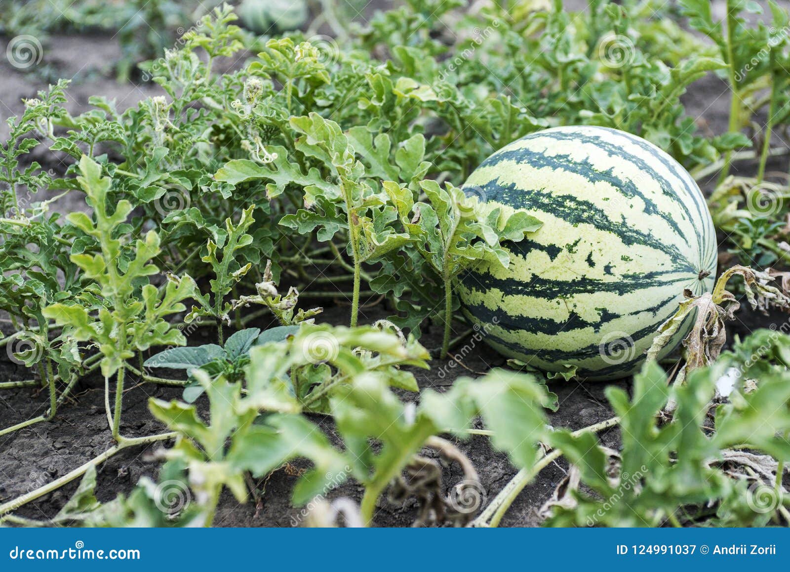 Watermelon on the Field. Watermelon Grows in Summer on the Field Stock ...