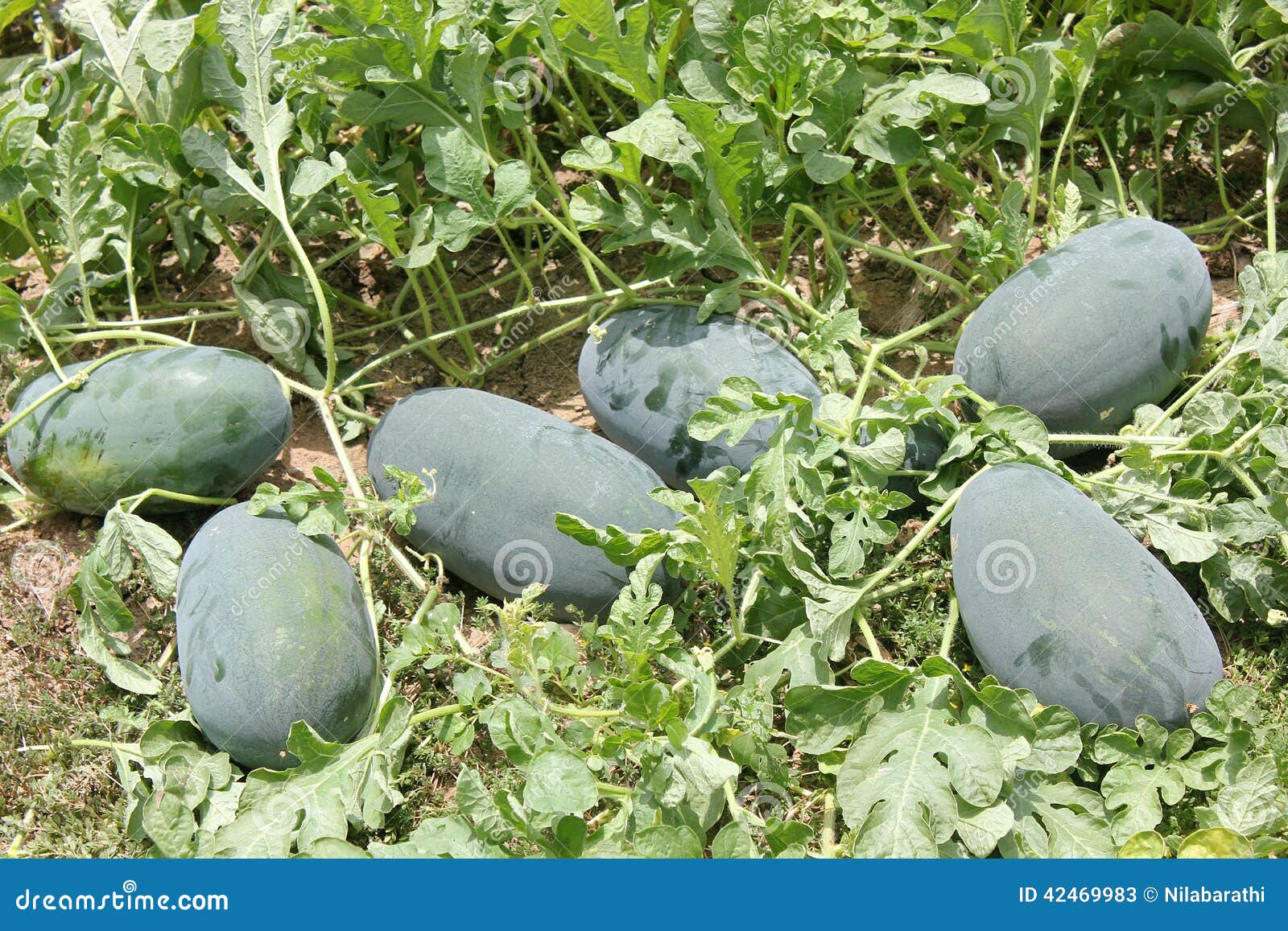 Watermelon field stock image. Image of agri, fruits, rural - 42469983