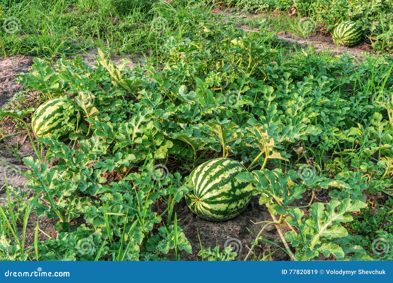 Watermelon on the field stock image. Image of fresh, nature - 77820819