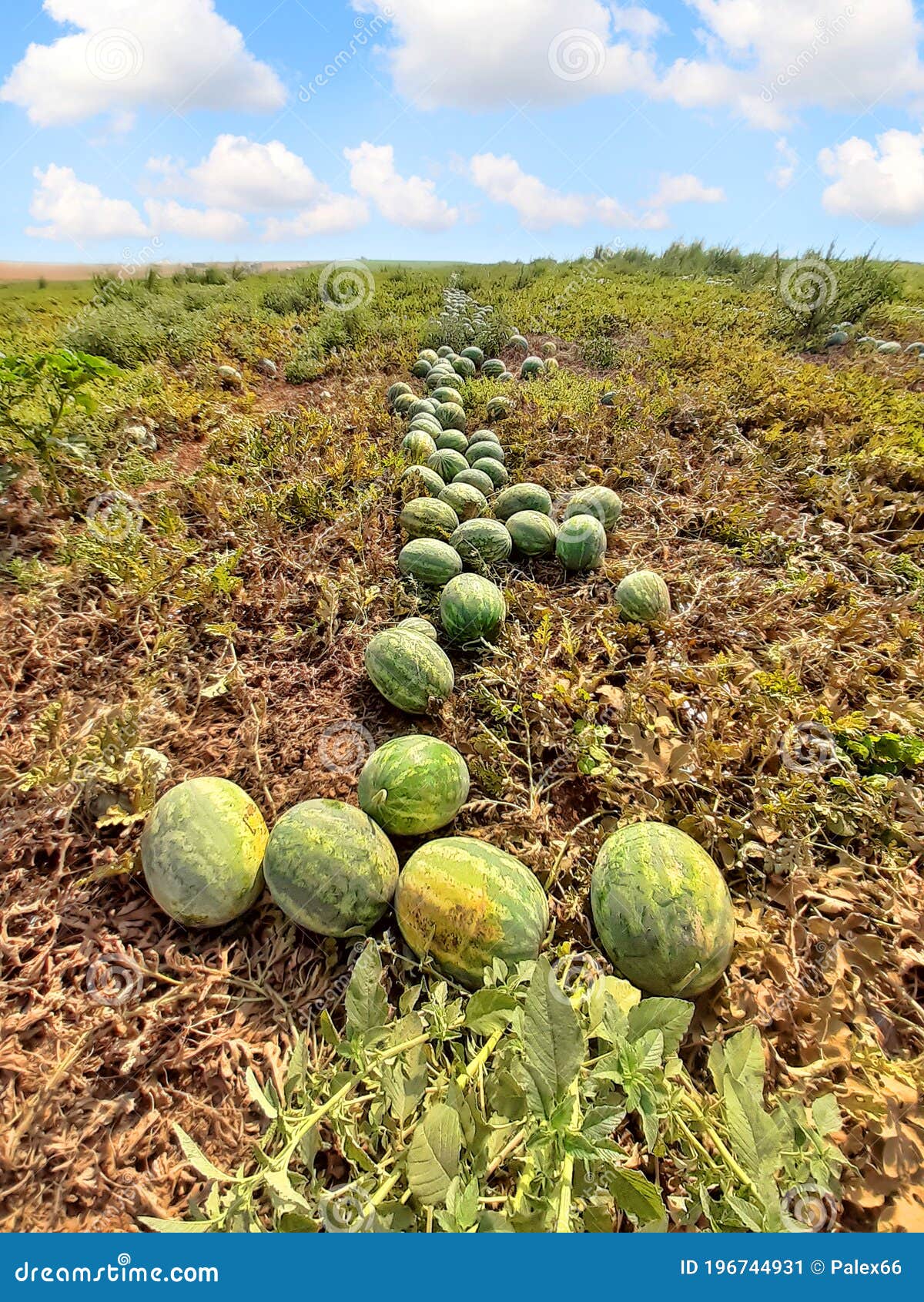 Watermelon field stock image. Image of food, ripe, rural - 196744931