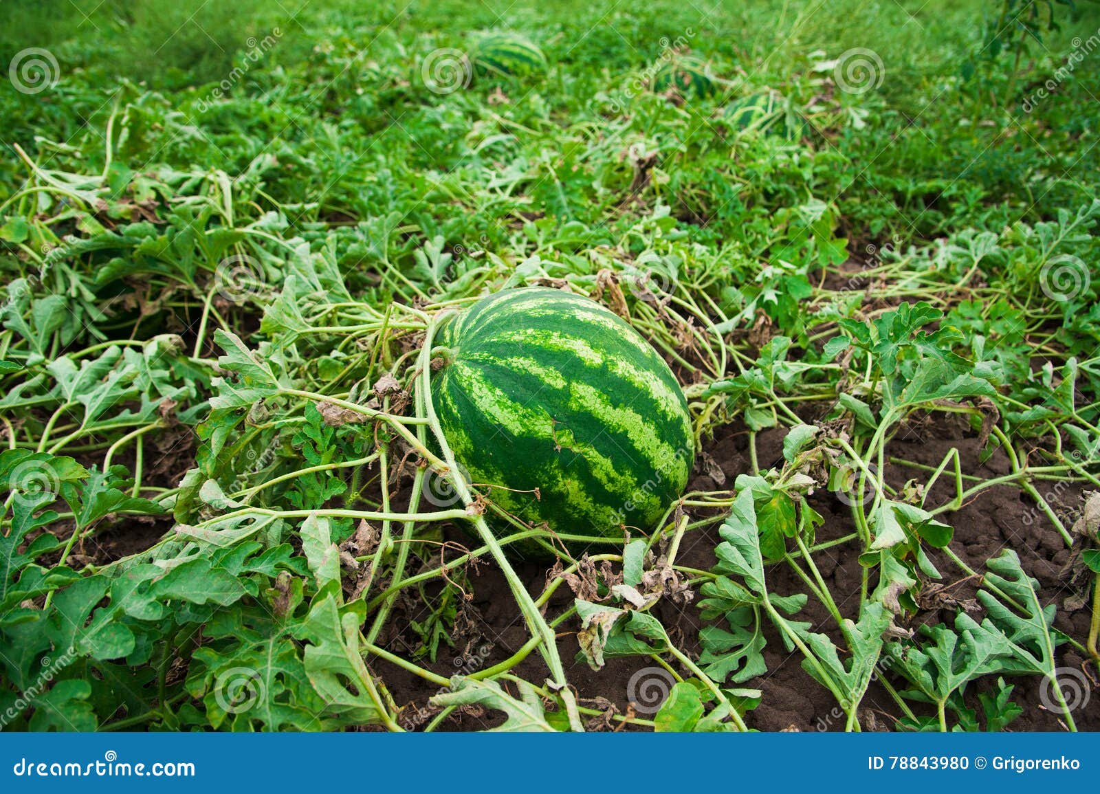 Watermelon on the field stock photo. Image of crop, agriculture - 78843980