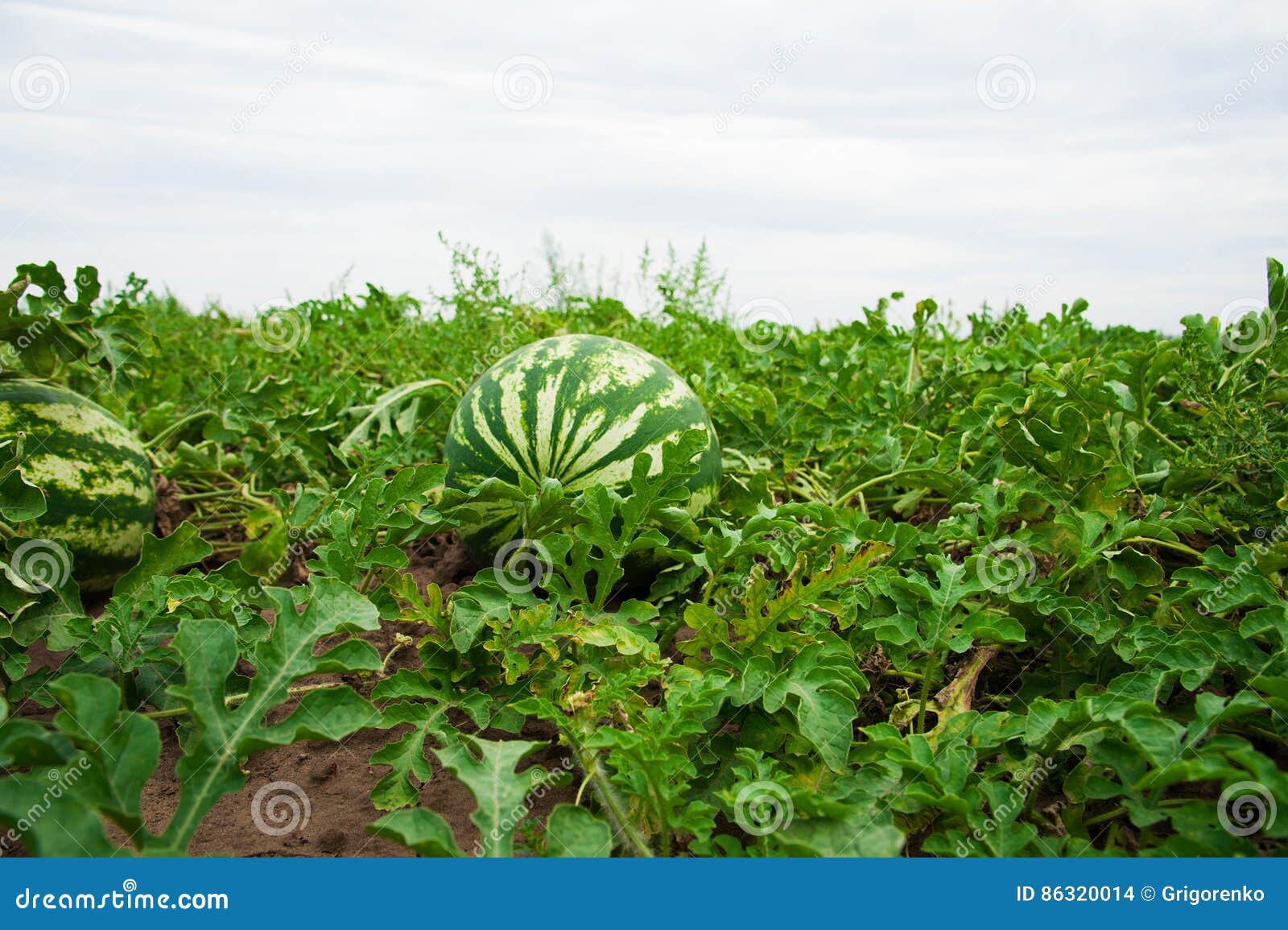 Watermelon on the field stock photo. Image of farm, crop - 86320014
