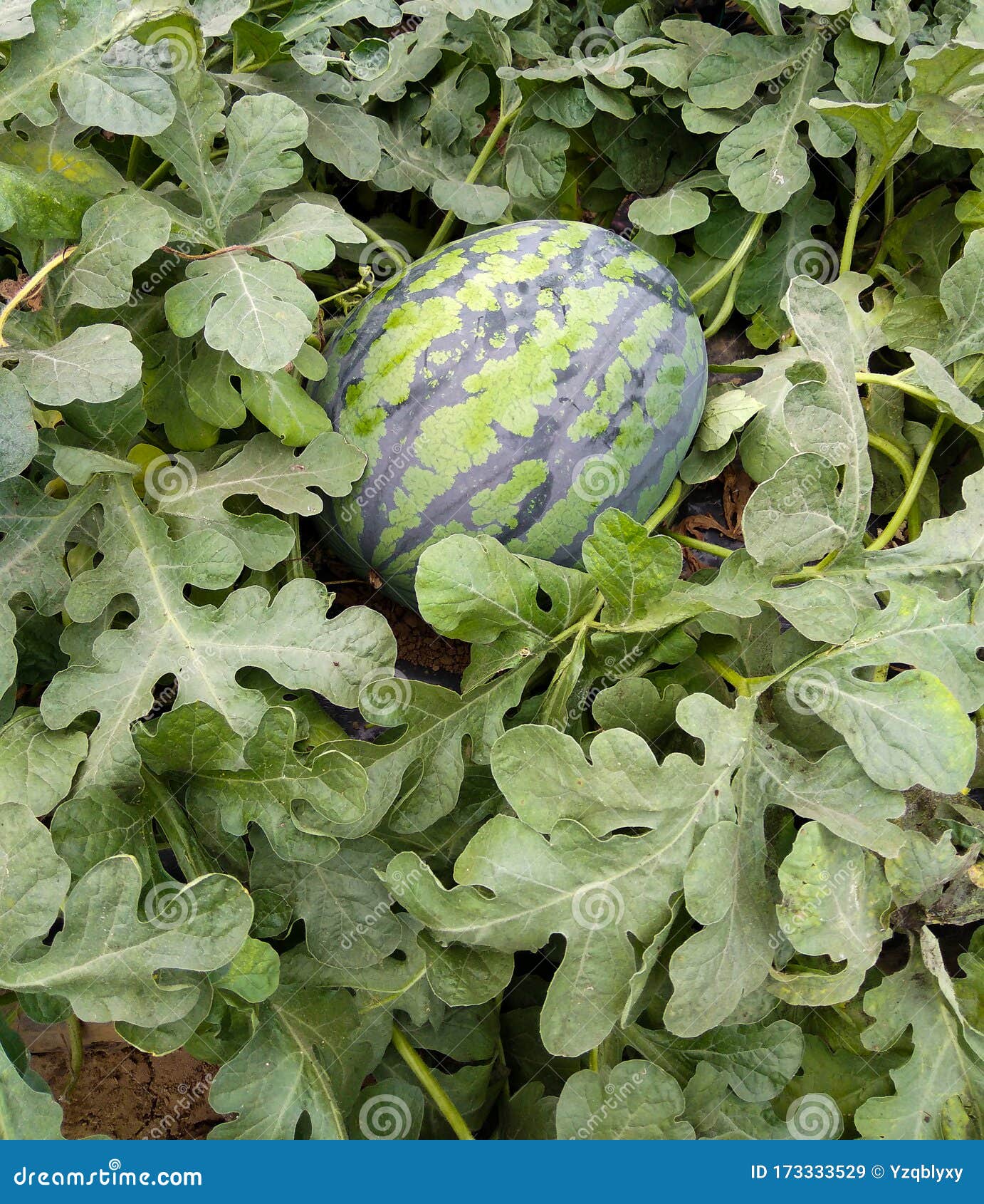 Watermelon in field stock image. Image of vegetables - 173333529