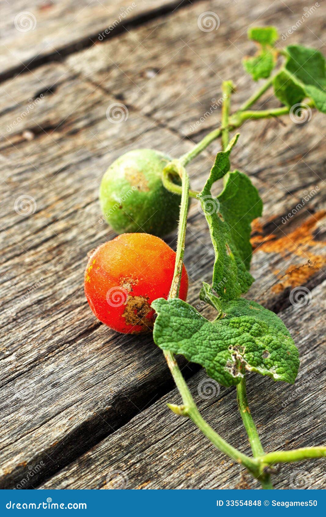 Watermelon on the floor stock photo. Image of health - 33554848