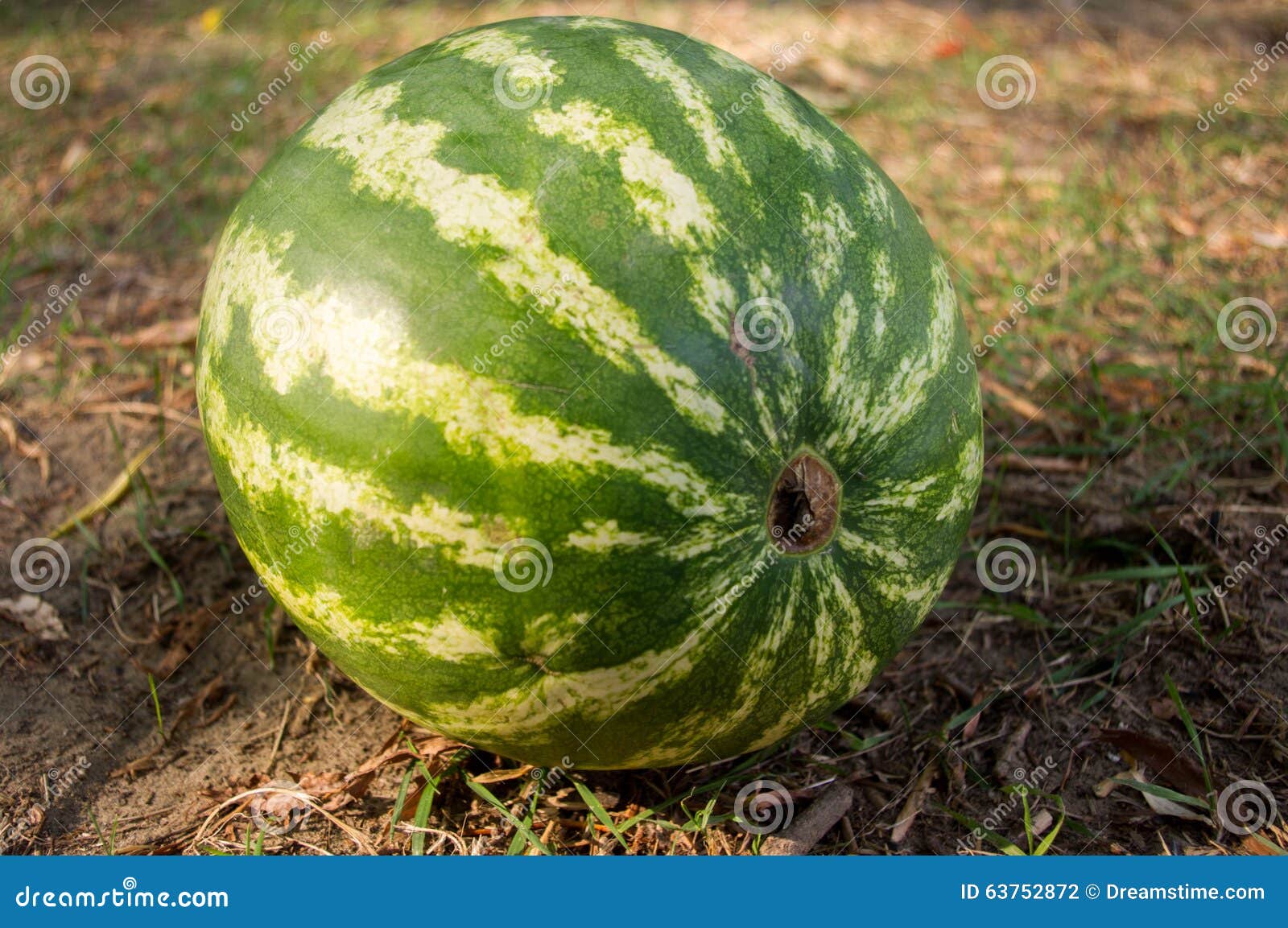Watermelon stock photo. Image of fresh, green, fruit - 63752872