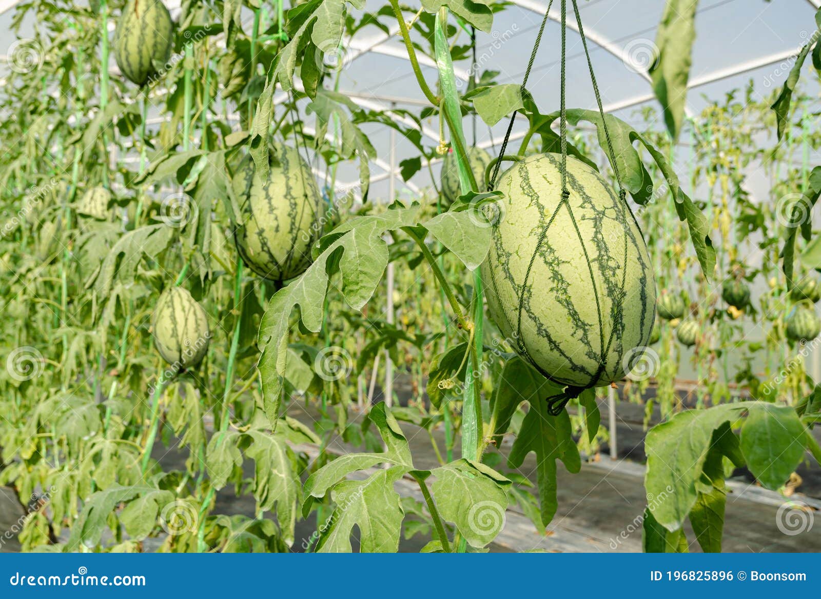 Watermelon Fruit on Its Tree Stock Photo - Image of harvest, cultivated ...