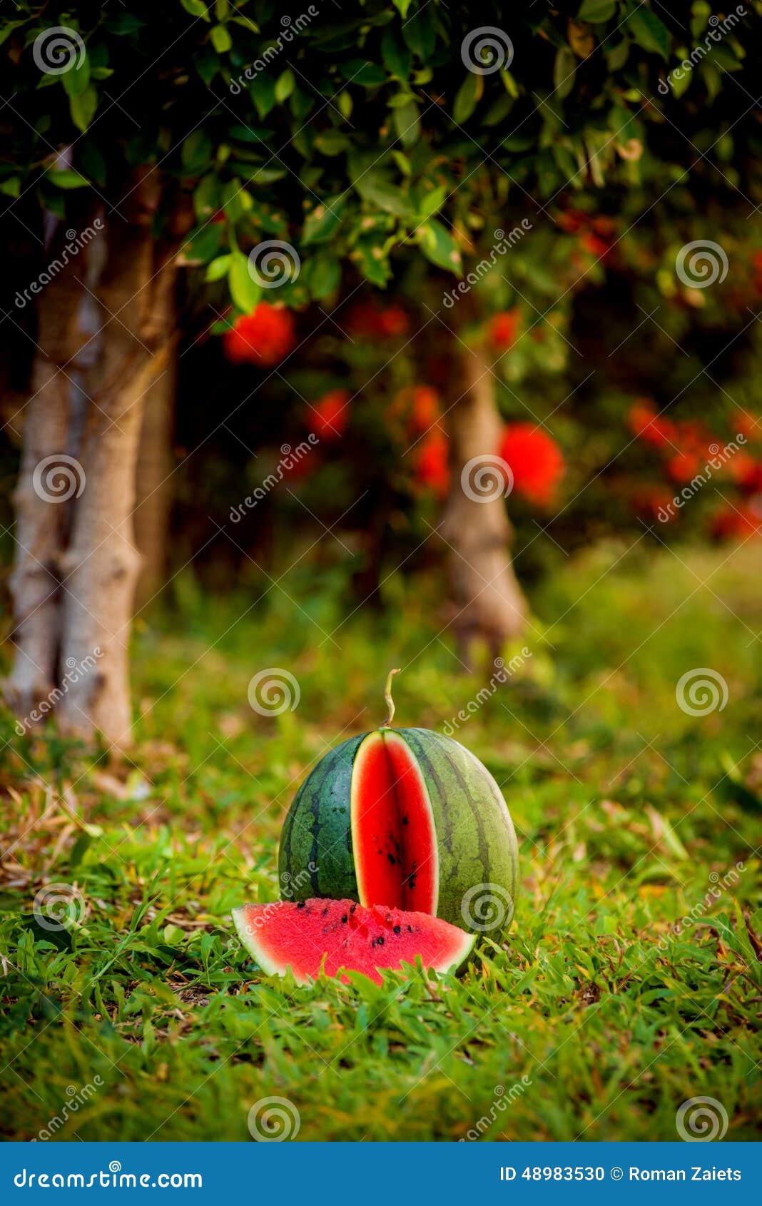Watermelon in the garden stock photo. Image of glass - 48983530