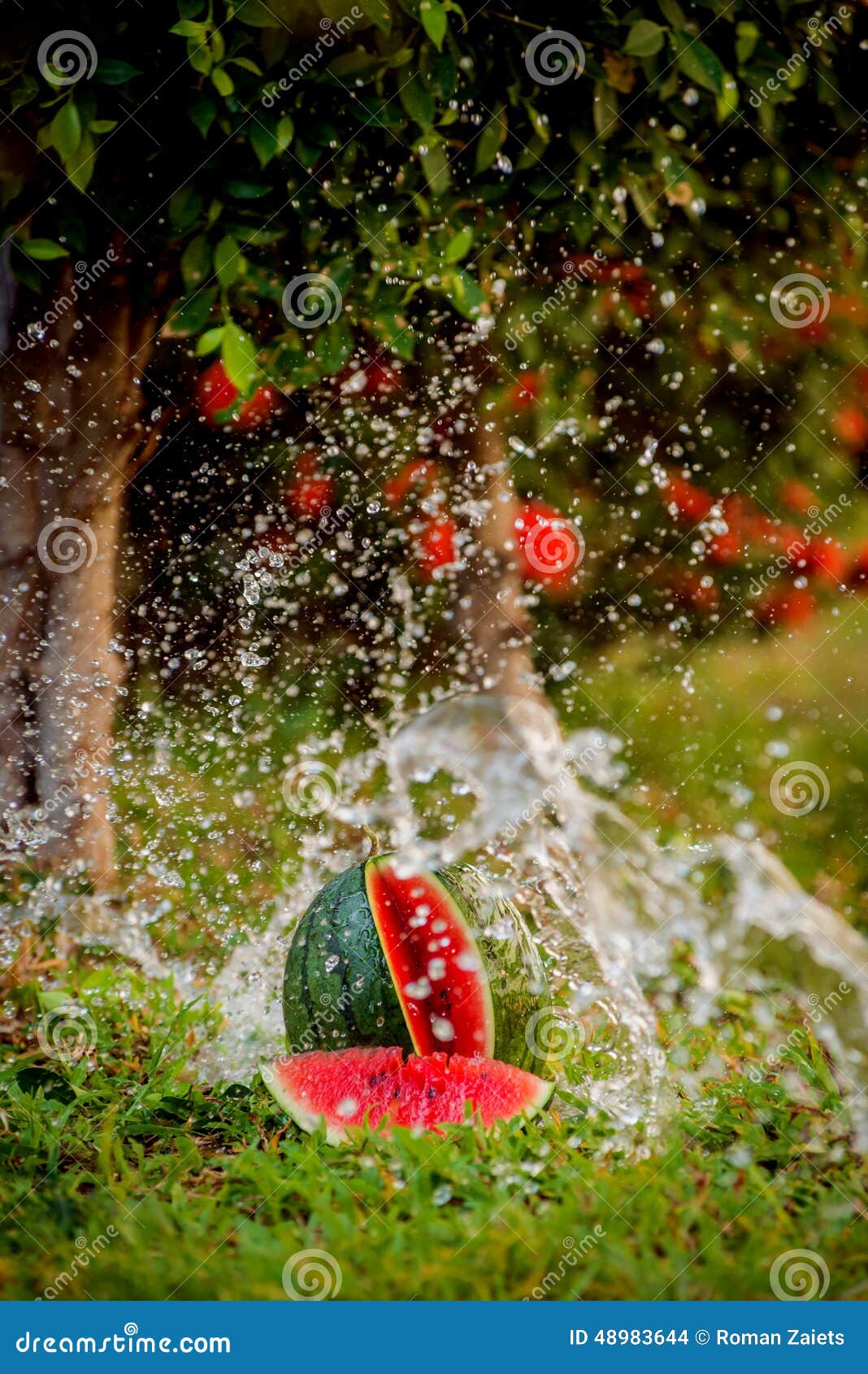 Watermelon in the garden stock photo. Image of garnish - 48983644