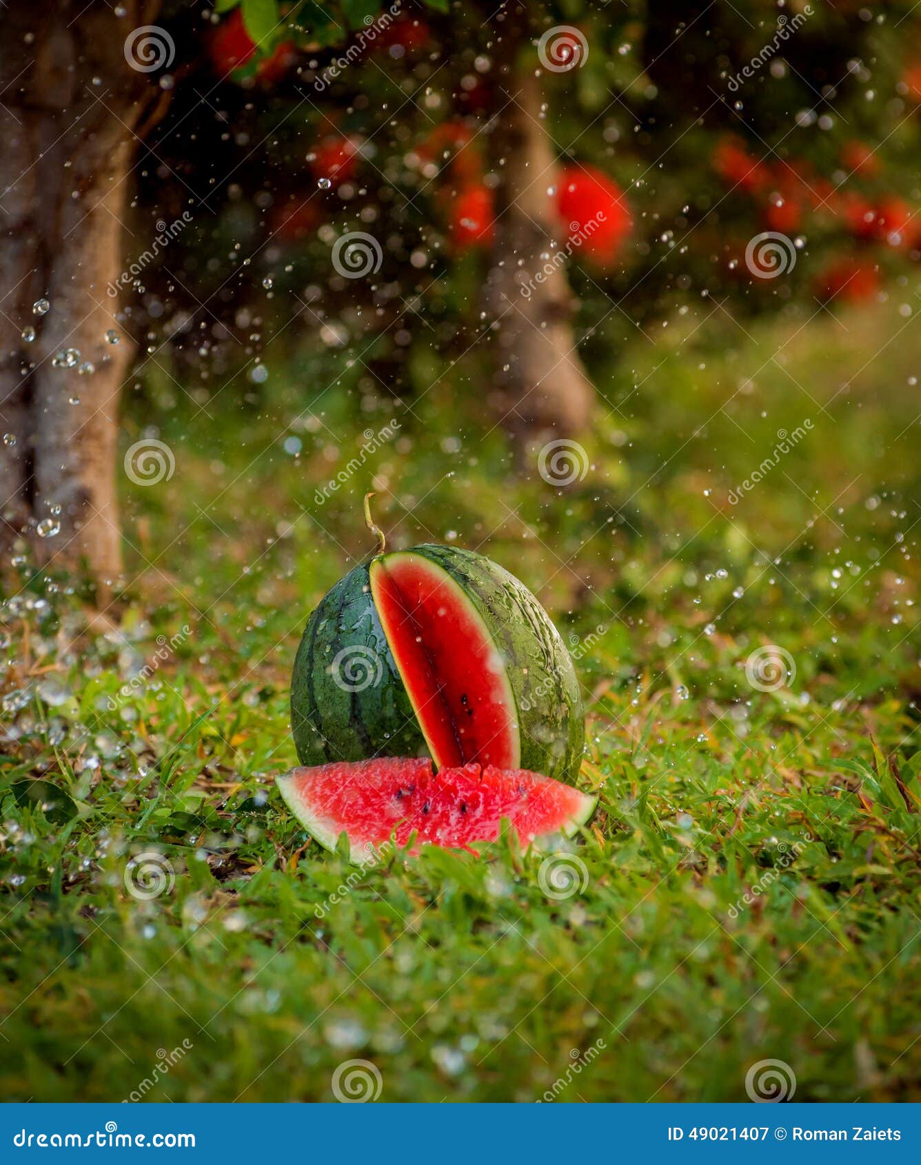 Watermelon in the garden stock image. Image of nutrient - 49021407