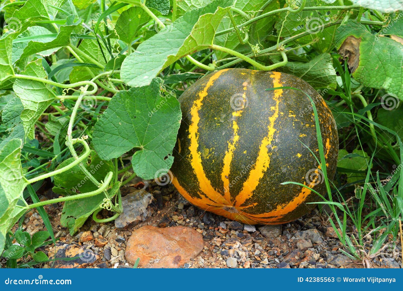 Watermelon in garden stock image. Image of food, grown - 42385563